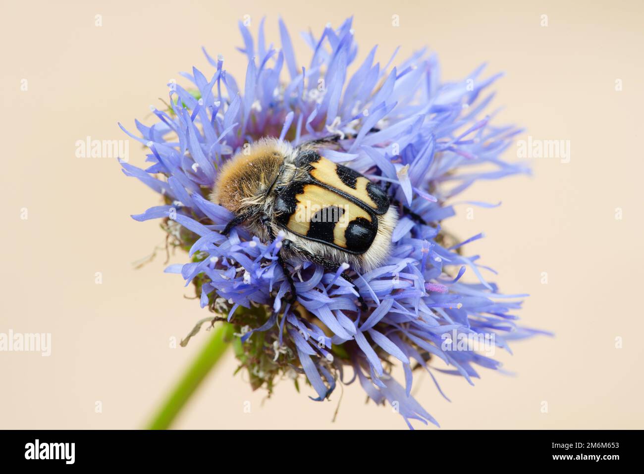 Bee beetle (Trichius fasciatus) on a flower Stock Photo - Alamy
