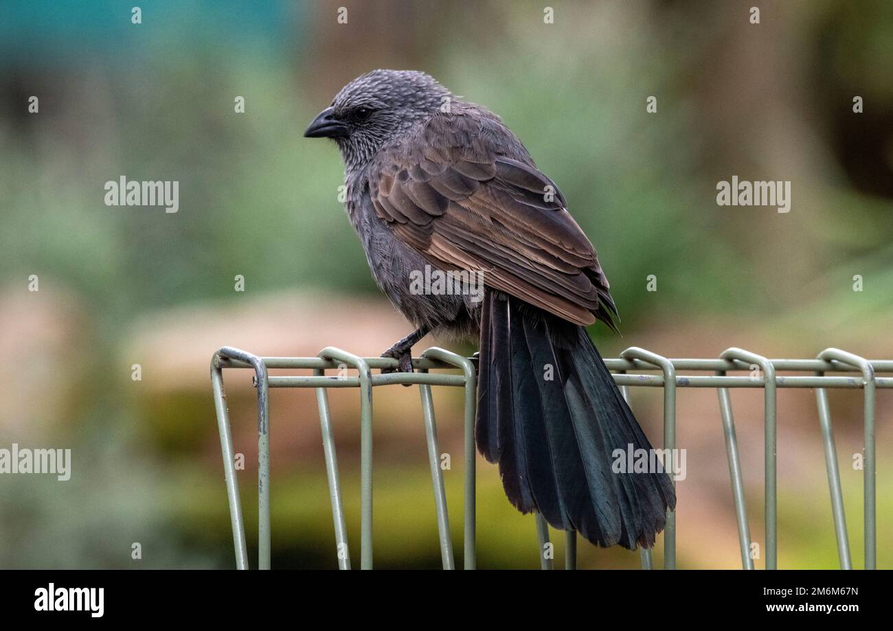 Apostlebird (Struthidea cinerea Stock Photo - Alamy