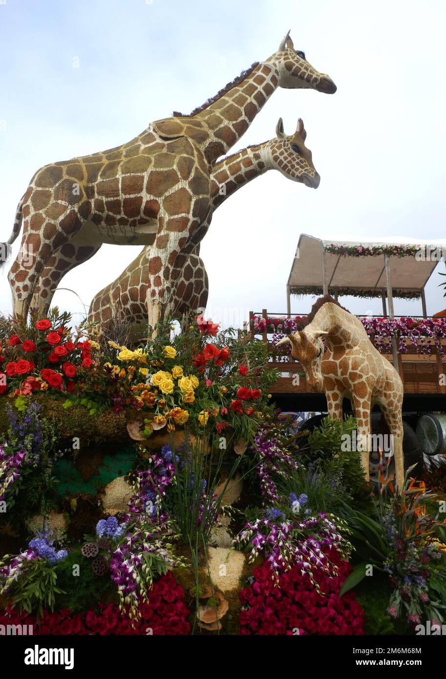 Pasadena, California, USA 3rd January 2023 San Diego Zoo Safari Park ...