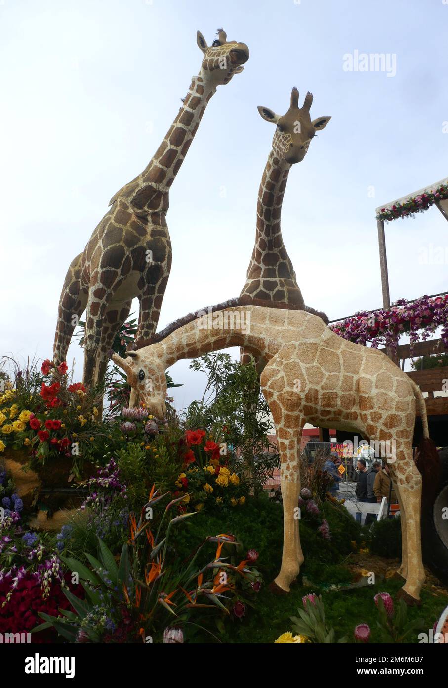 Pasadena, California, USA 3rd January 2023 San Diego Zoo Safari Park ...