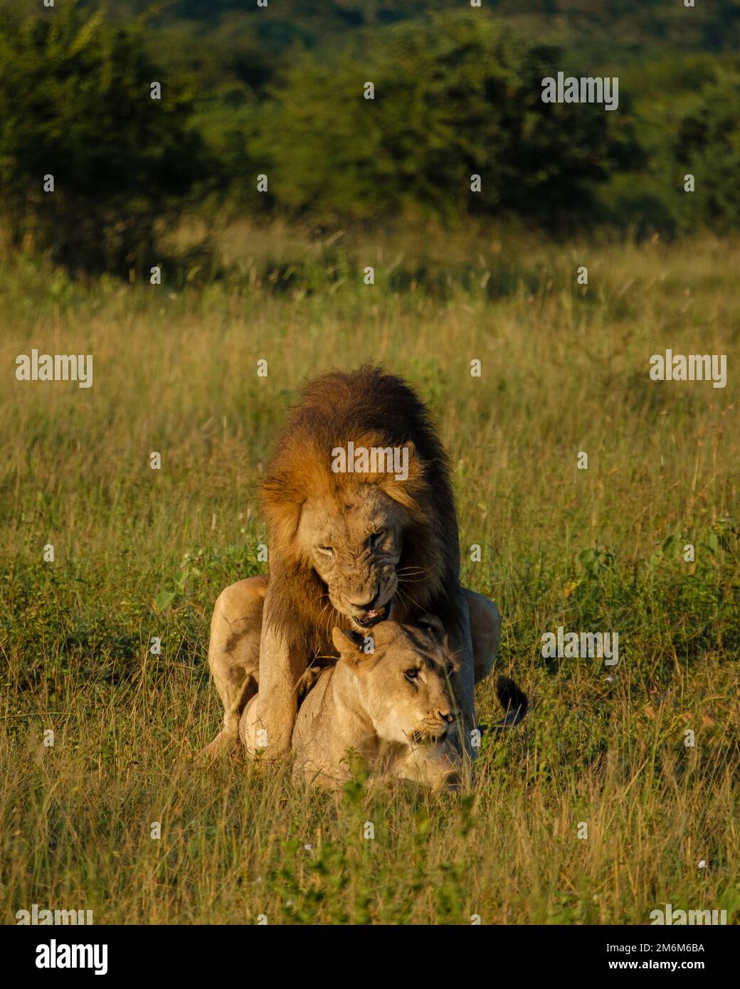 Lion male and female pairing during sunset in South Africa Thanda Game ...