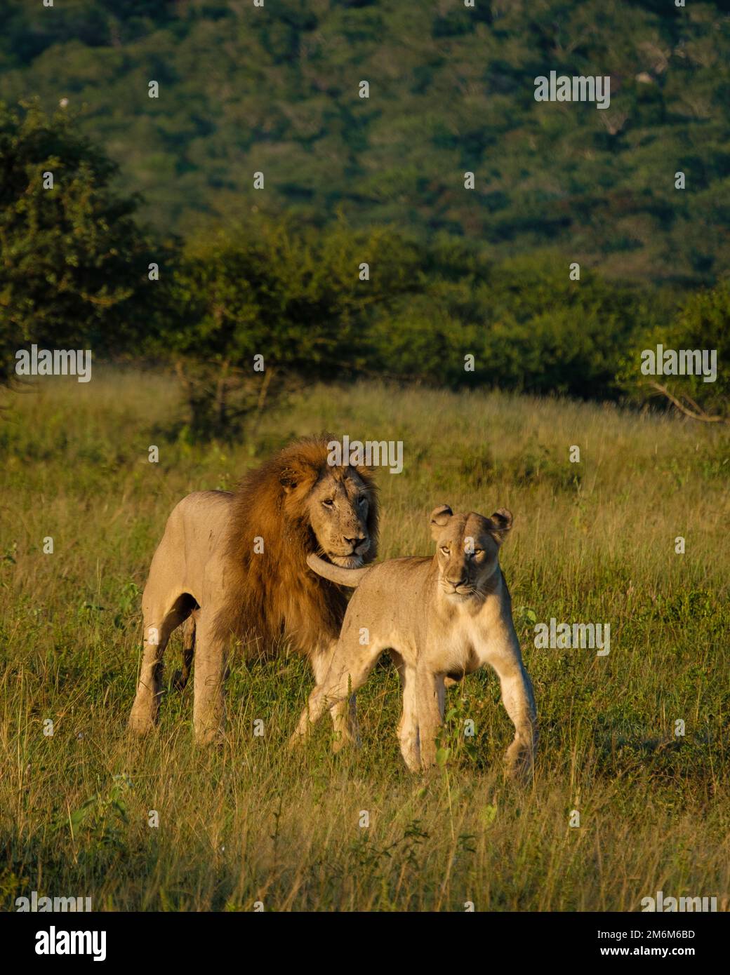 Betwen The Lions In Over The Meadow