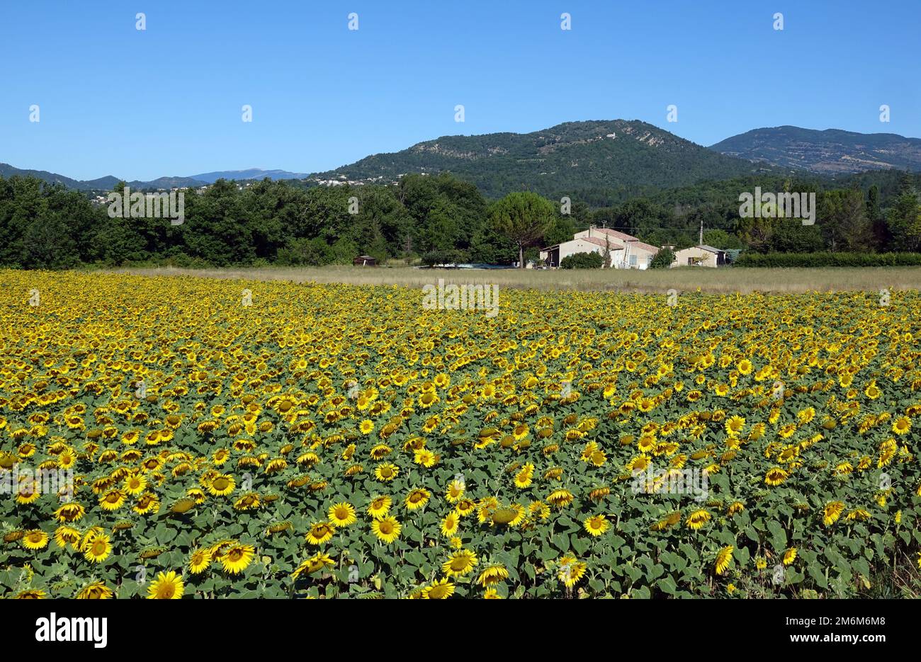 Sunflower field in Provence Stock Photo - Alamy