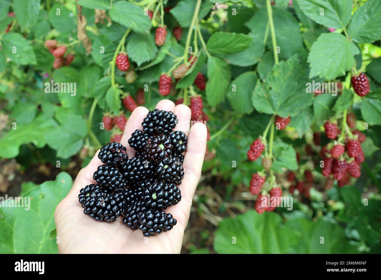 Blackberries, fruits at different stages of ripening Stock Photo - Alamy