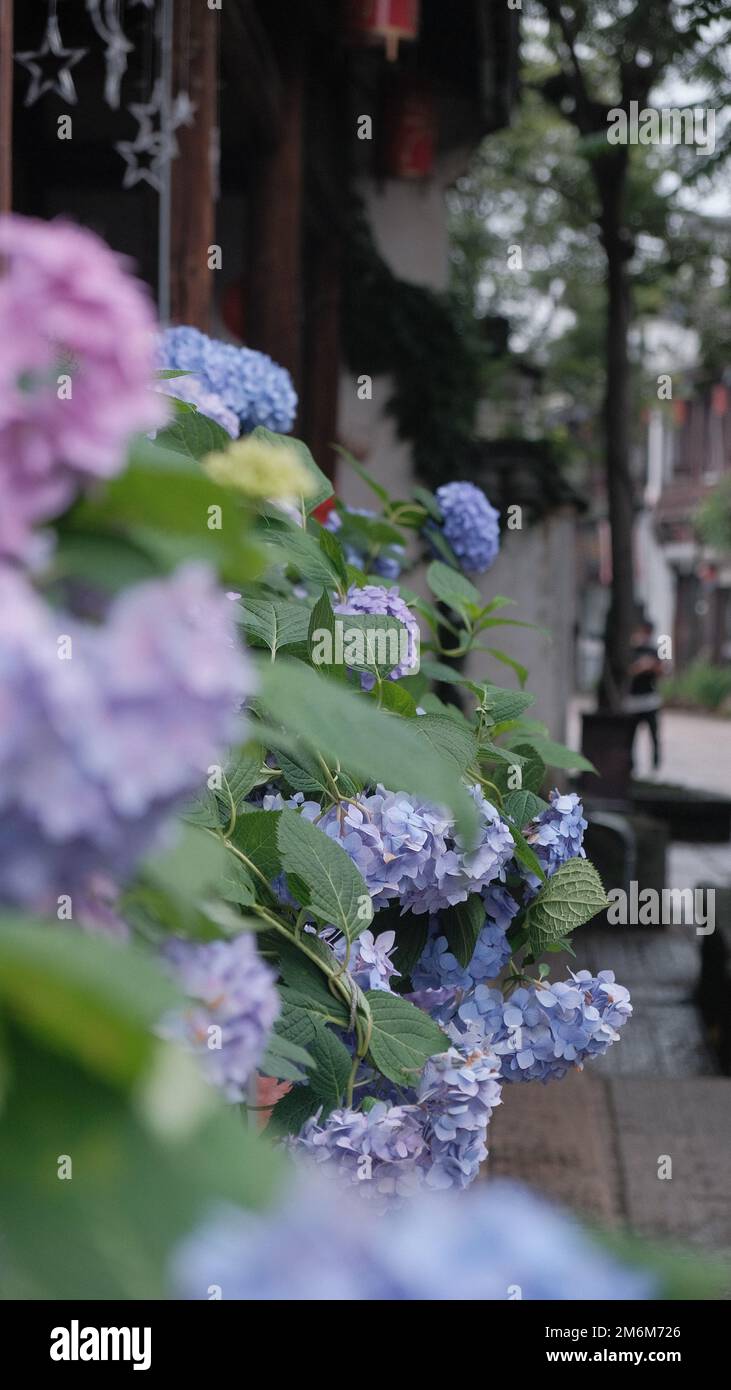 Hydrangea street hi-res stock photography and images - Alamy