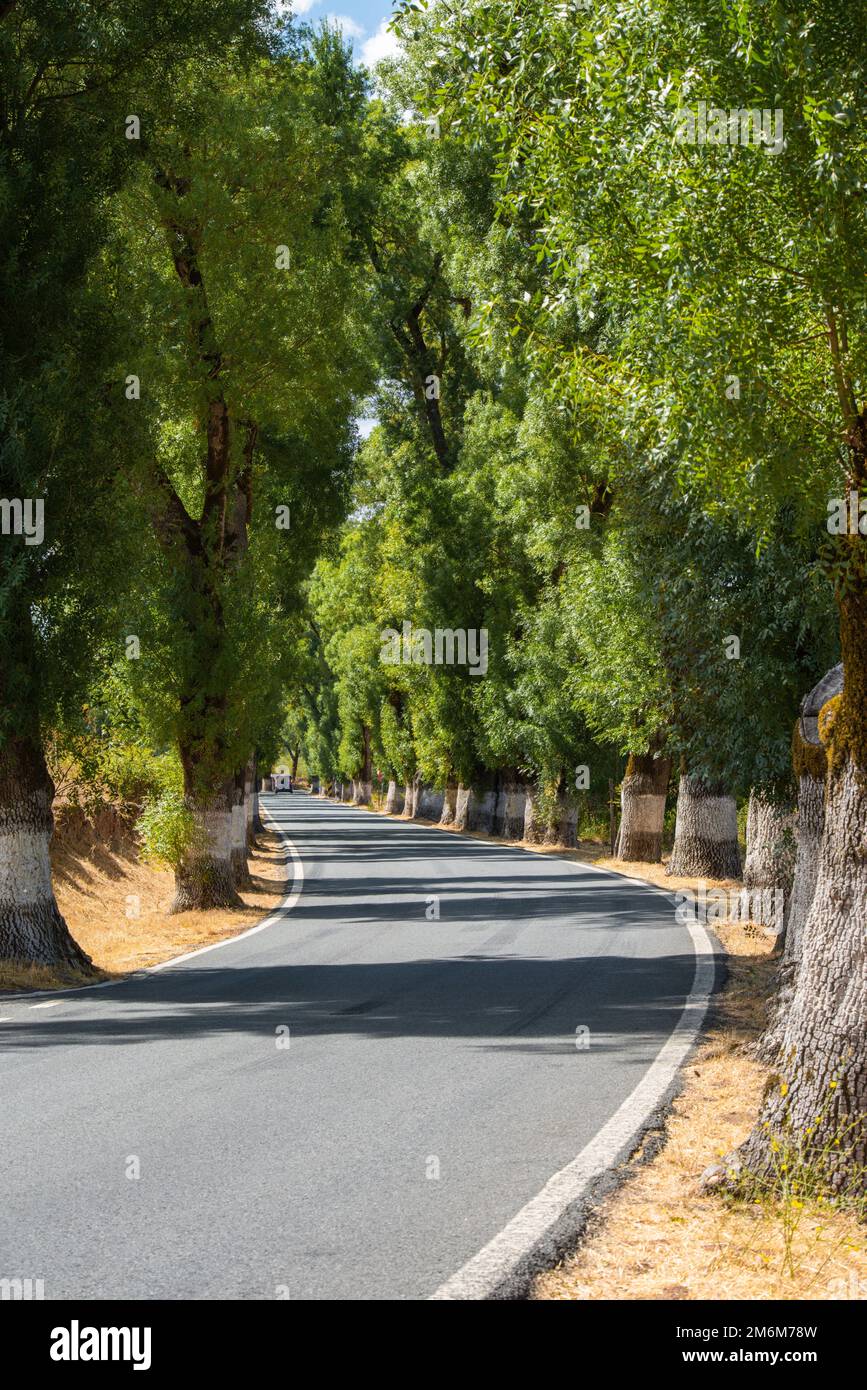 A tunnel of trees painted with white lime for road signs in Portugal ...
