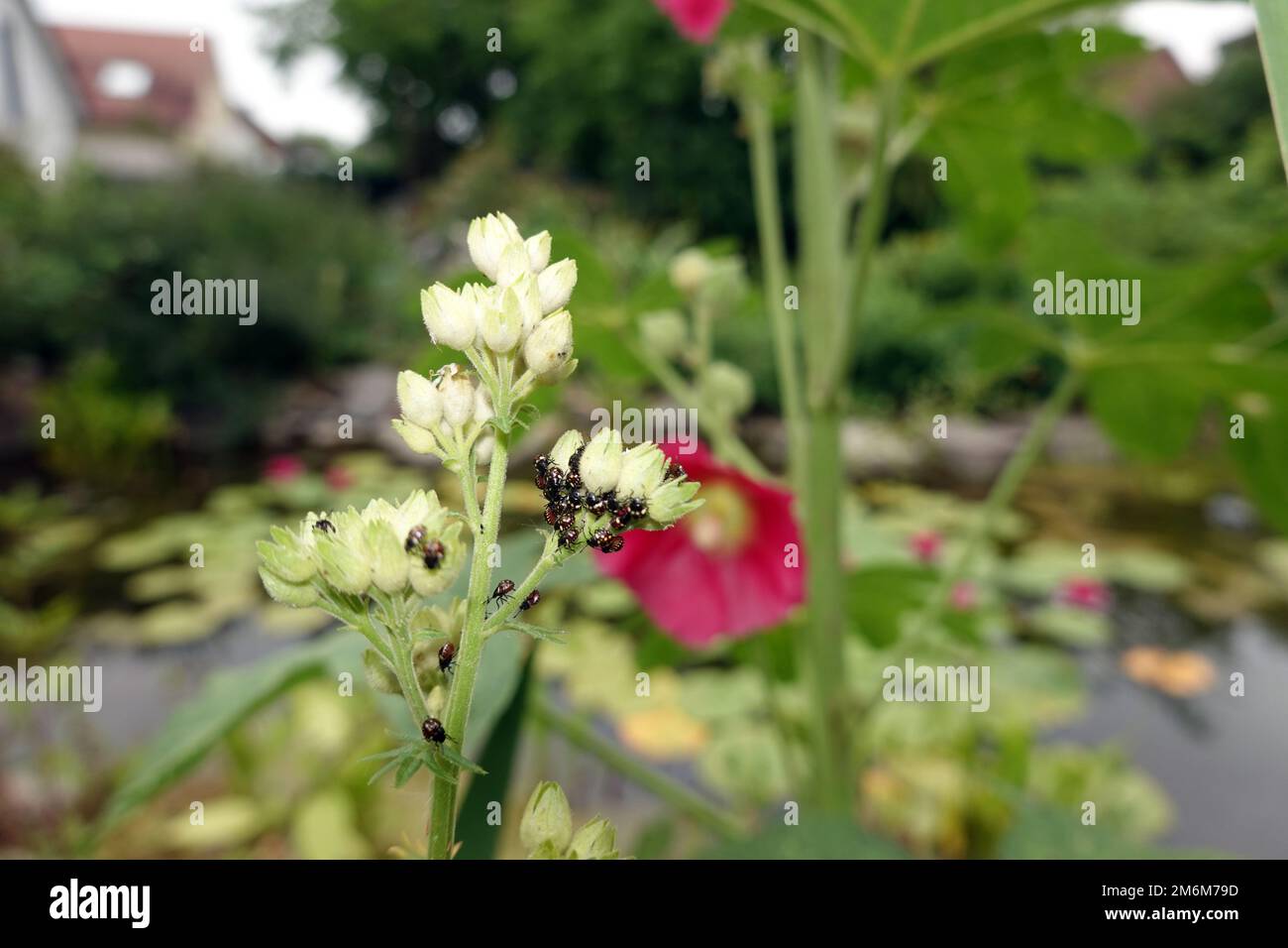 Bug nymphs in an early stage of the green rice bug (Nezara viridula ...