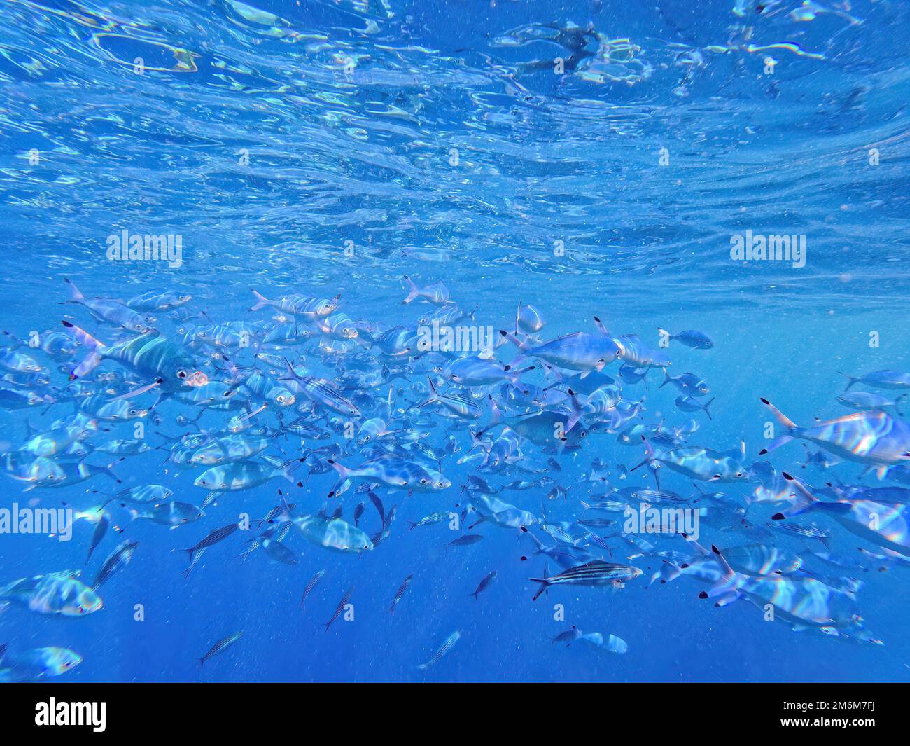 Silver fish hi-res stock photography and images - Alamy