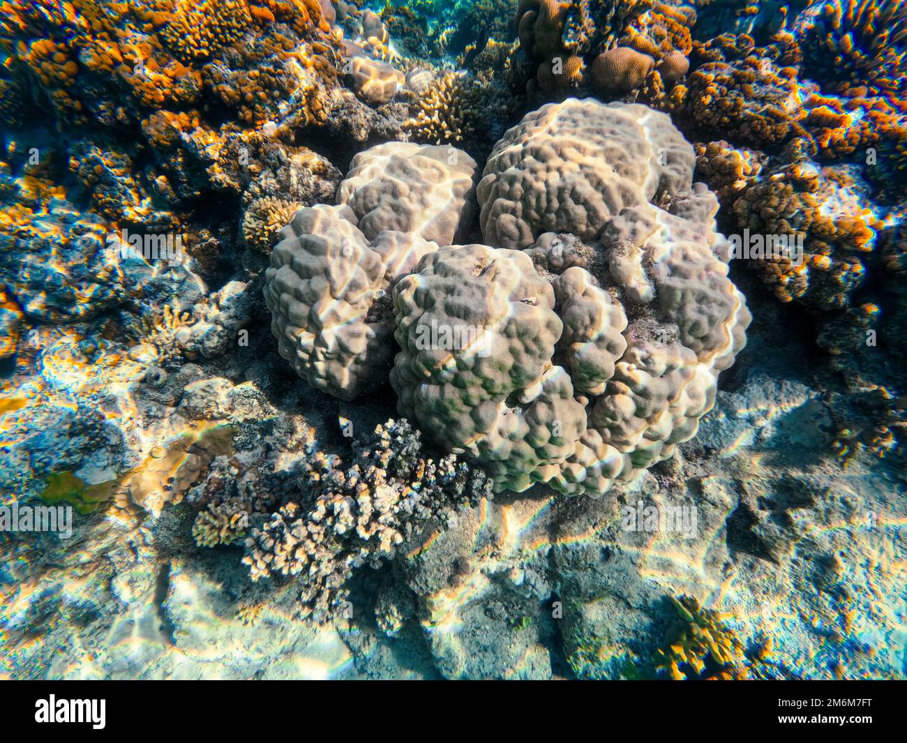 Coral reef garden in red sea, Marsa Alam Egypt Stock Photo - Alamy