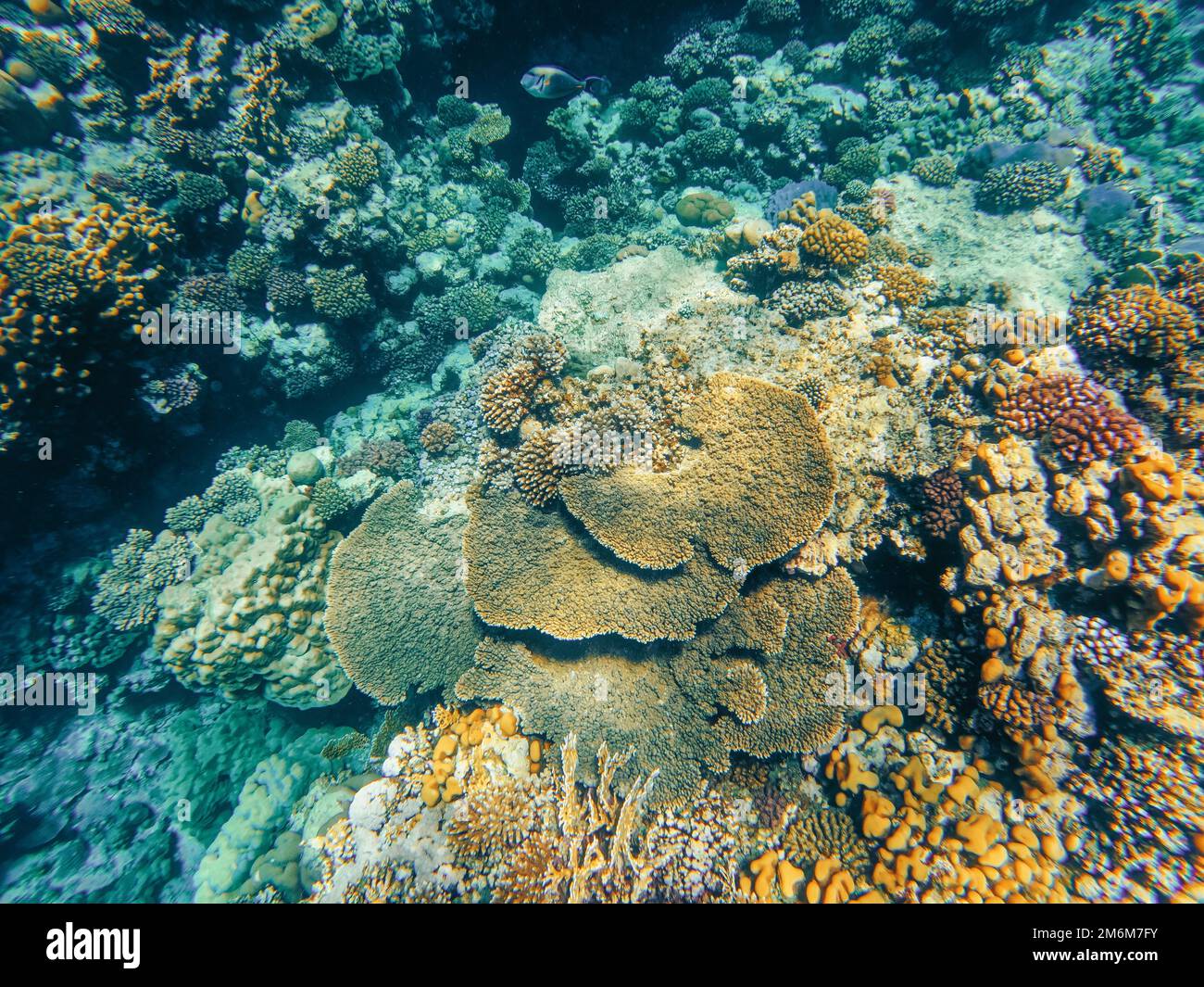 Coral reef garden in red sea, Marsa Alam Egypt Stock Photo - Alamy
