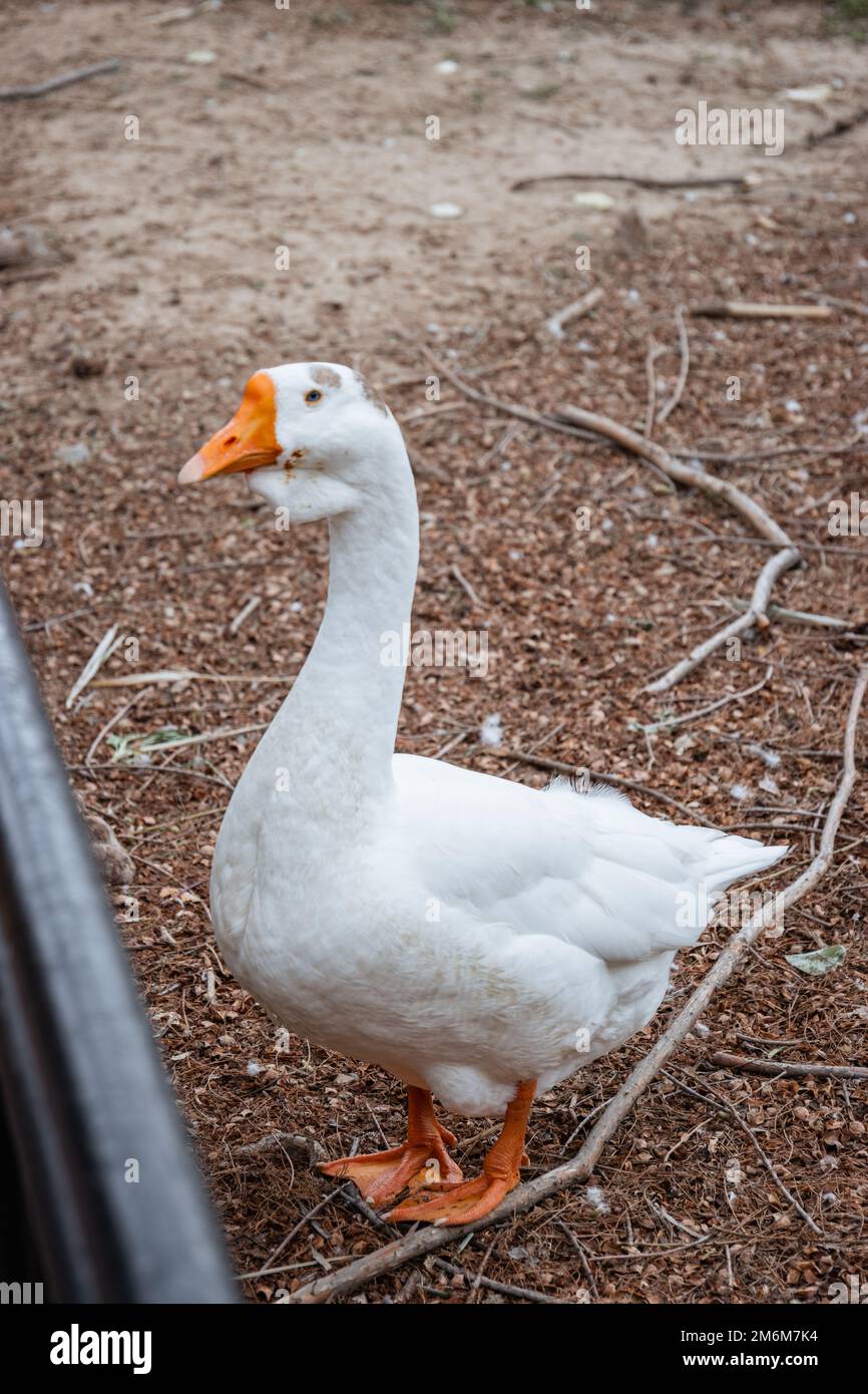 South korea park animal hi-res stock photography and images - Alamy