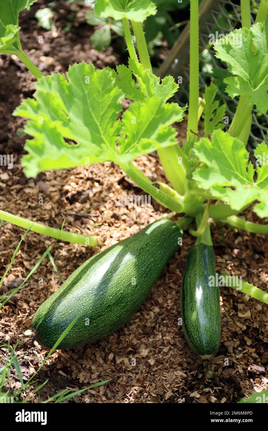 Zucchini (Cucurbita pepo) - plant with fruit Stock Photo - Alamy