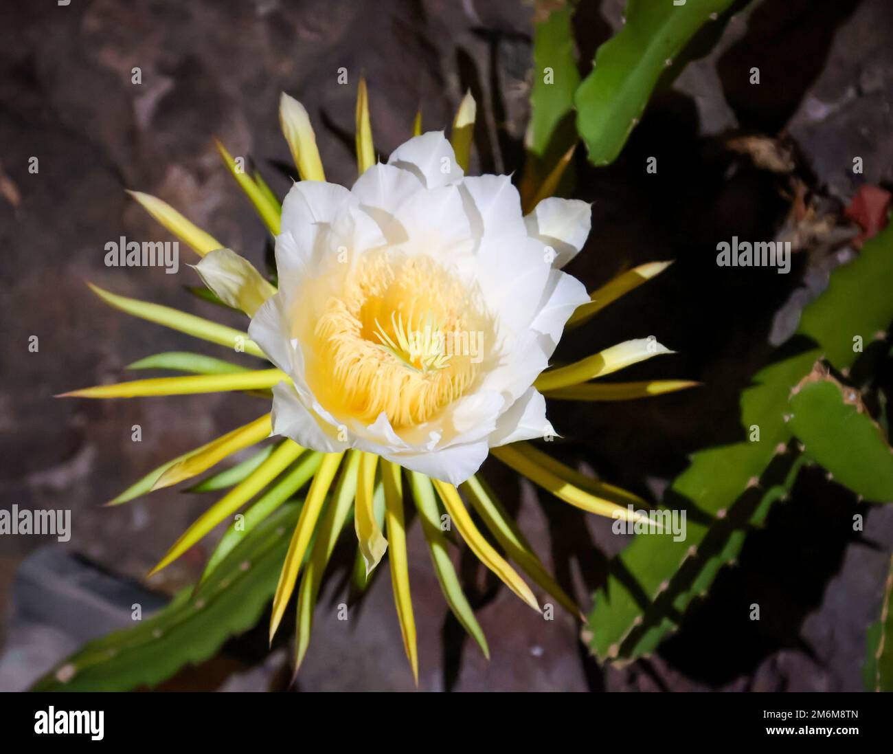 The flower, bud of the dragon fruit, cactus of the dragon fruit Stock ...