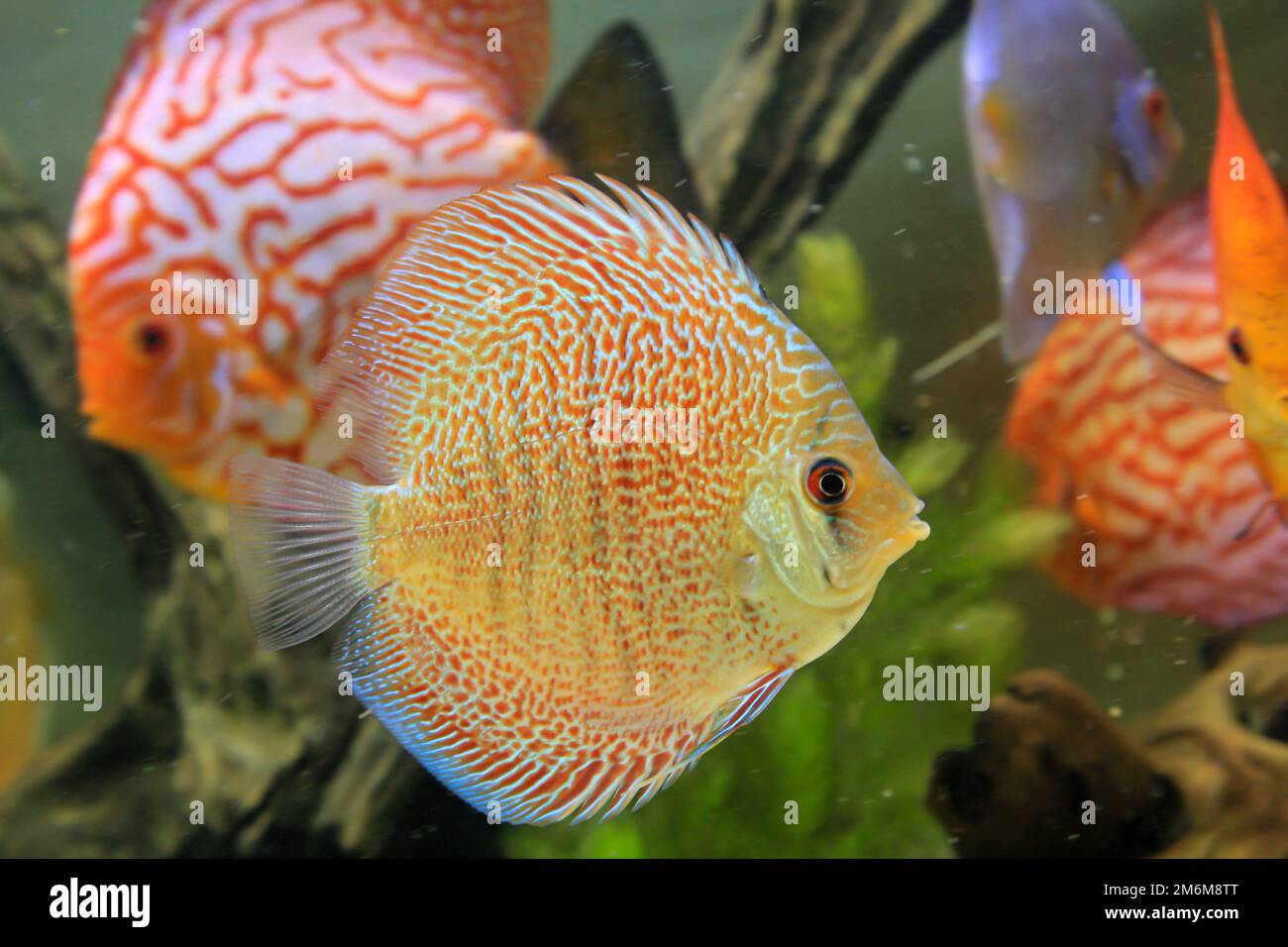 A discus fish, cichlid in an Amazon aquarium Stock Photo - Alamy