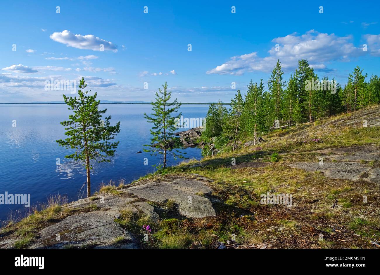 Pine trees on the granite shore of the polar lake Stock Photo - Alamy