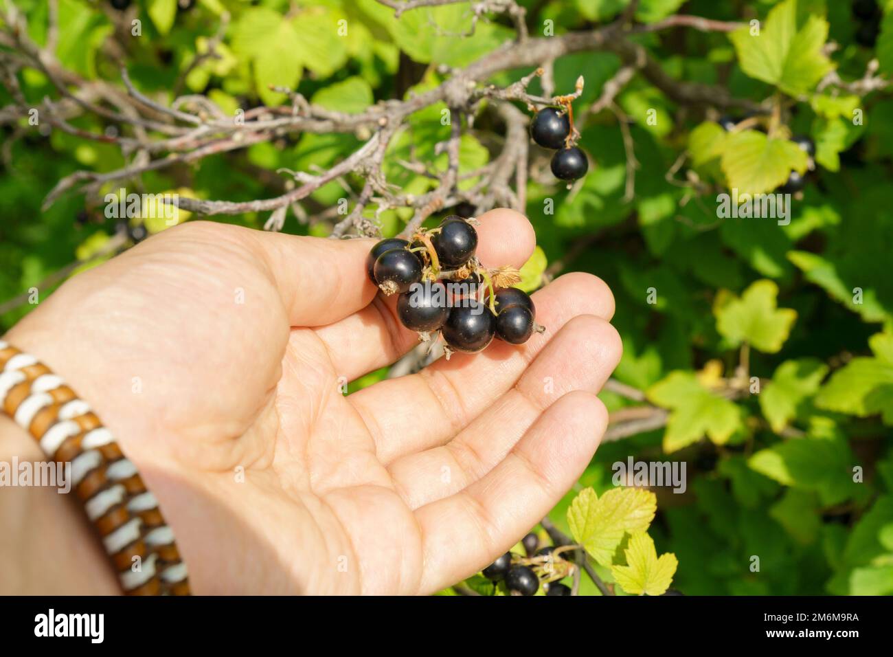 Black currant berry grows on a bush. Currant cultivation. Concept of ...
