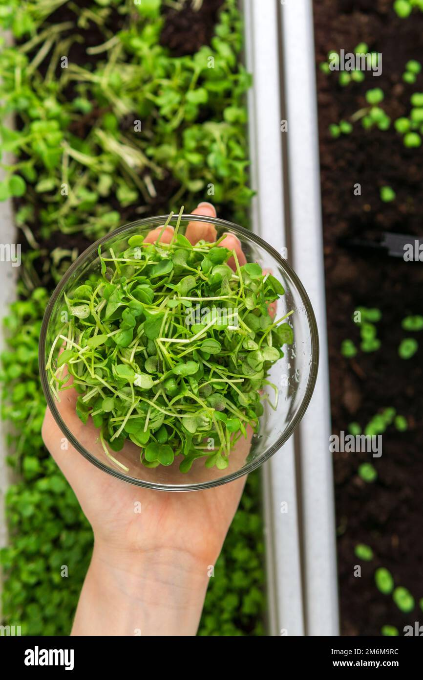 Micro green sprouts raw sprouts, micro green, healthy nutrition concept ...