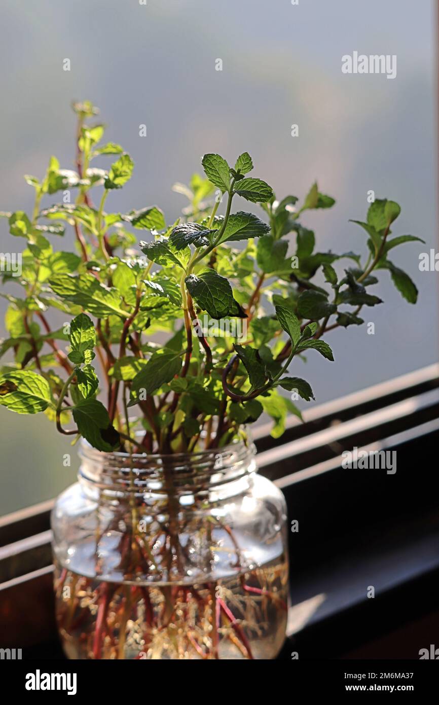 Mint/Mentha growing in a water filled mason jar kept near the window ...