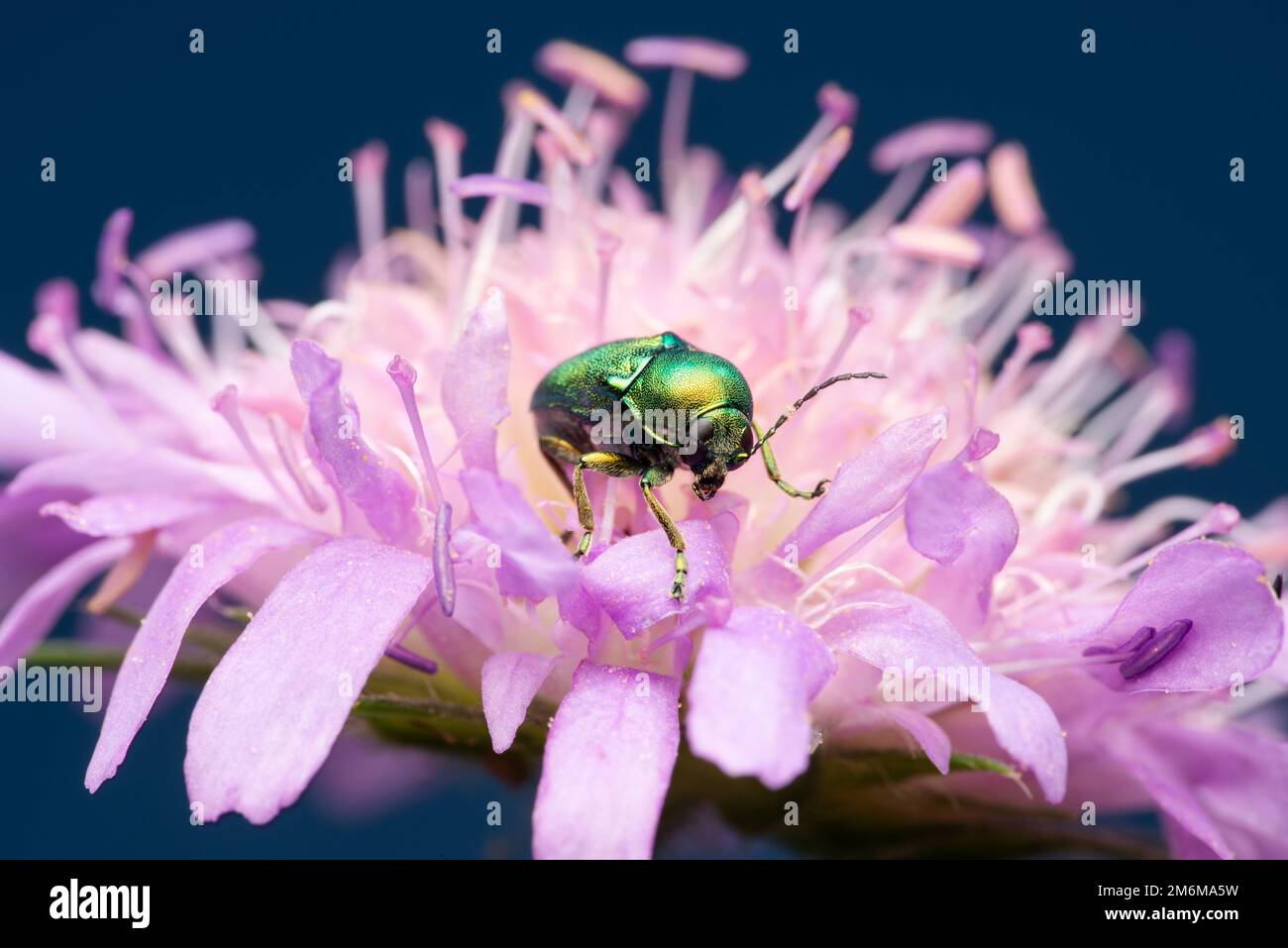 Cryptocephalus hi-res stock photography and images - Alamy