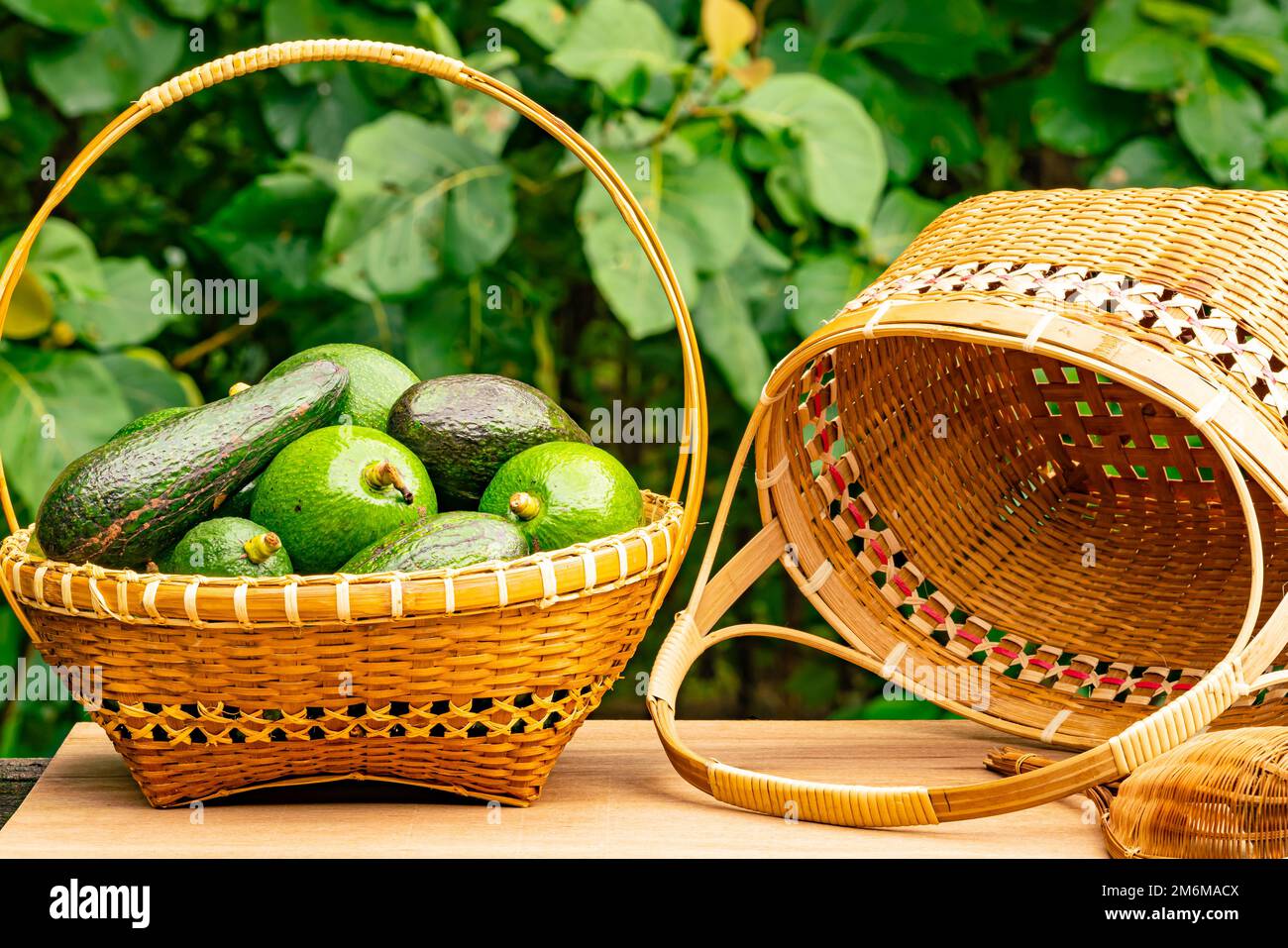 View of different varieties of green avocado in bamboo basket Stock ... View of different varieties of green avocado in bamboo basket Stock ...