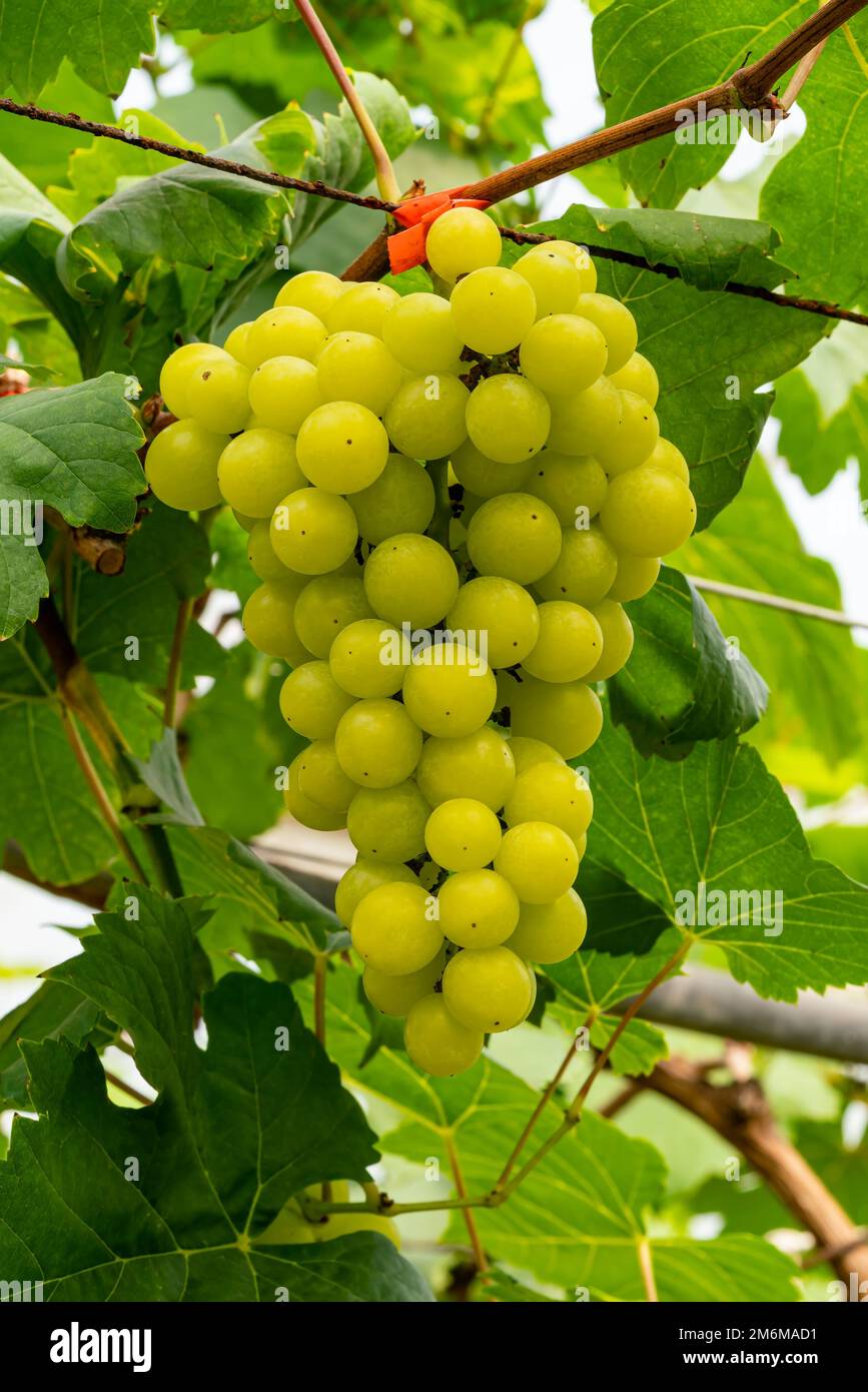 Closeup view bunch of white grapes with green leaves in the background ...