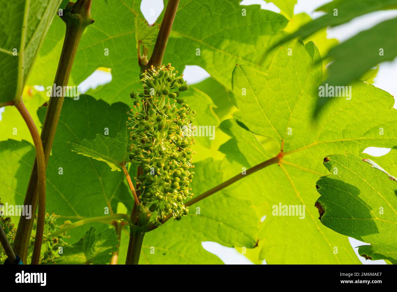 Flowering grapes hi-res stock photography and images - Alamy