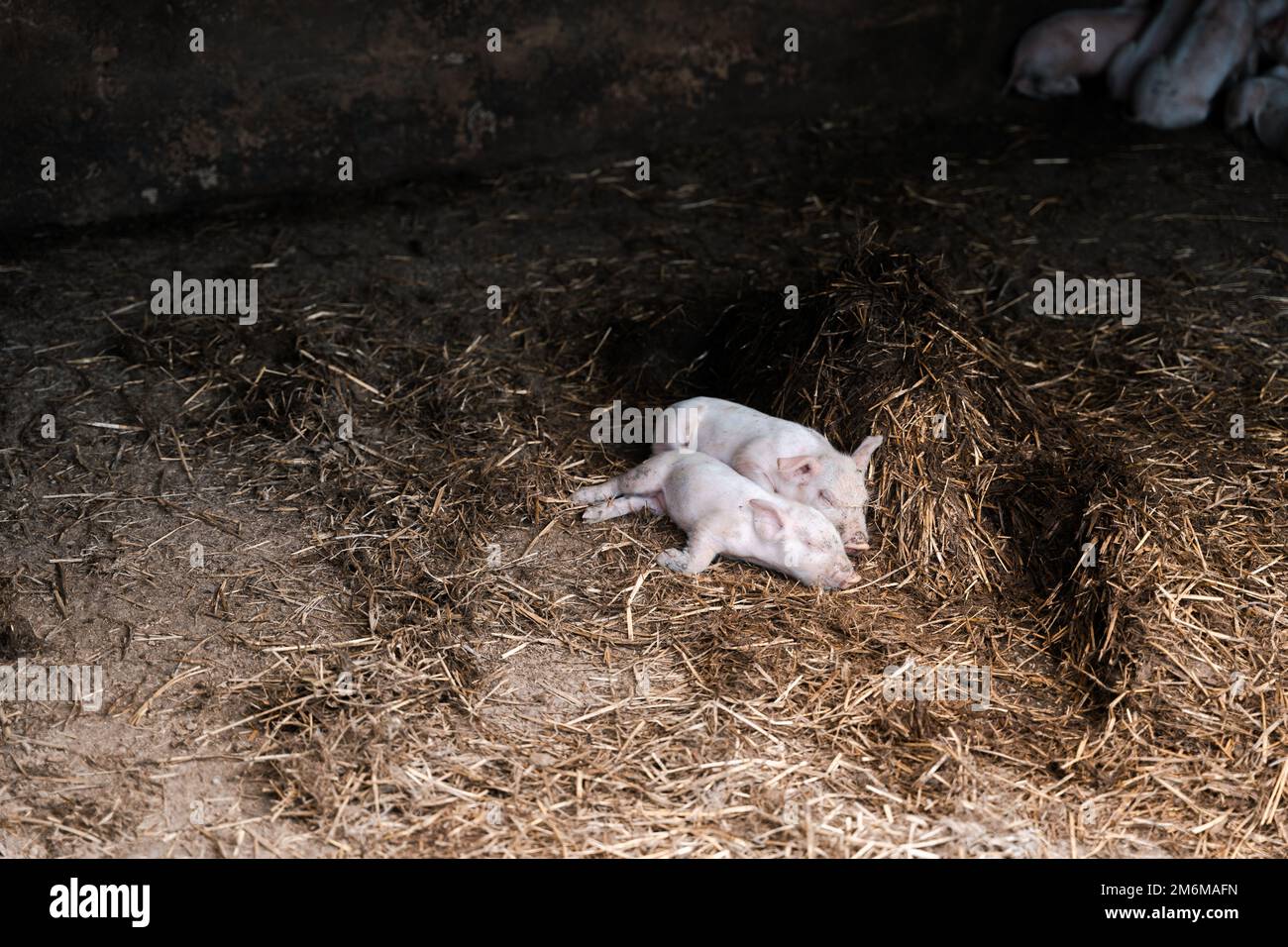 Freshly born baby pigs at a farm Stock Photo - Alamy