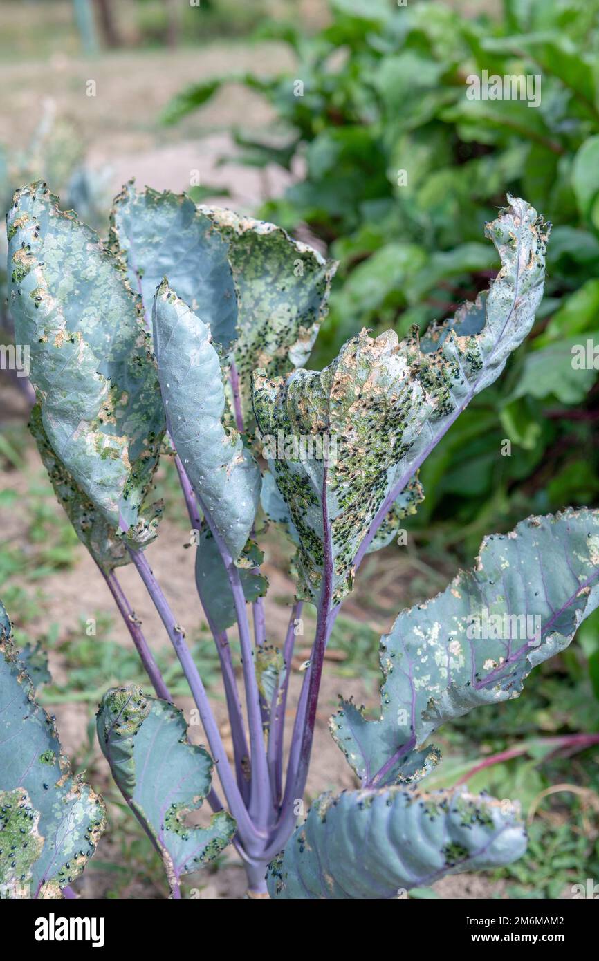 Cabbage flea beetle (Phyllotreta cruciferae) or crucifer flea beetle ...