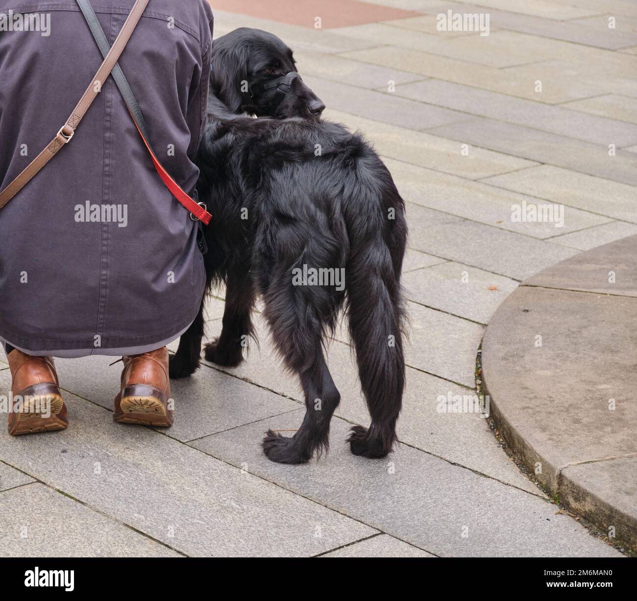 Dog Anti Bark Mask pet dog from biting, barking and chewing Stock Photo ...