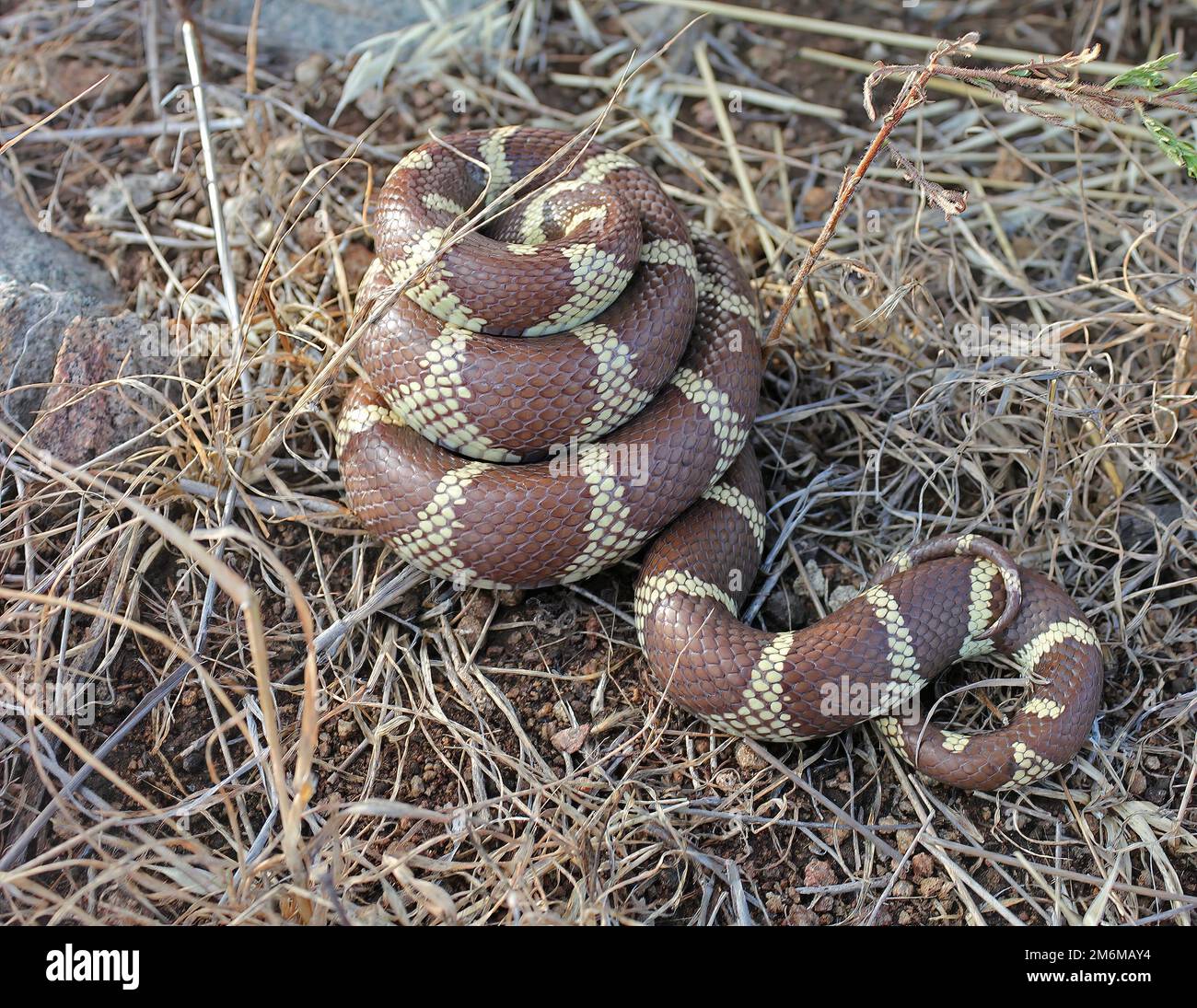 Coiled serpent reptiles hi-res stock photography and images - Alamy