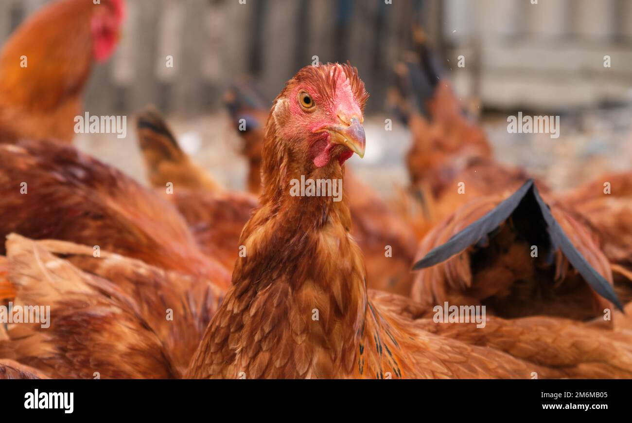 free range organic courtyard backyard village rural chicken laying hen ...