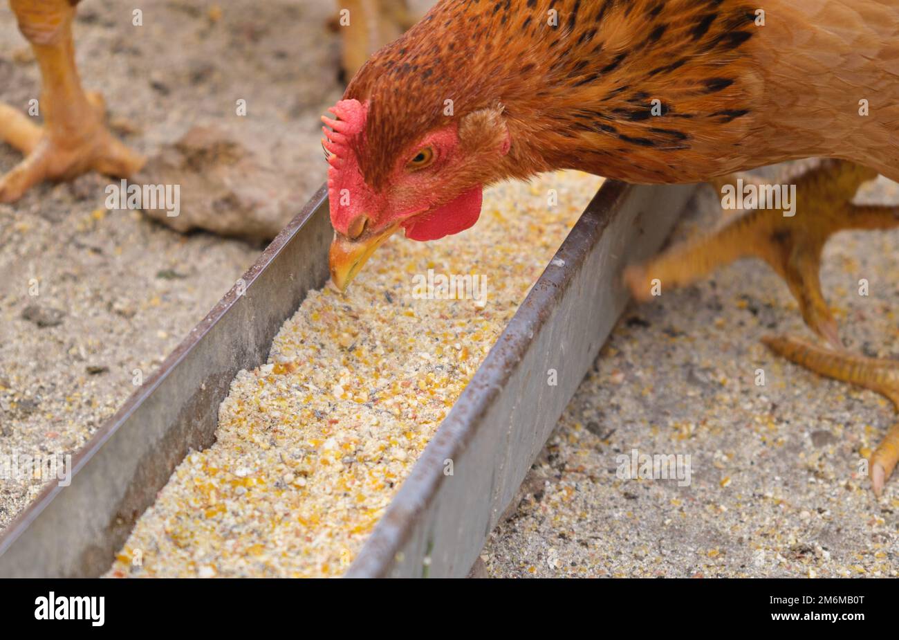 traditional free range rural Hens chickens pecking eating grain maize ...