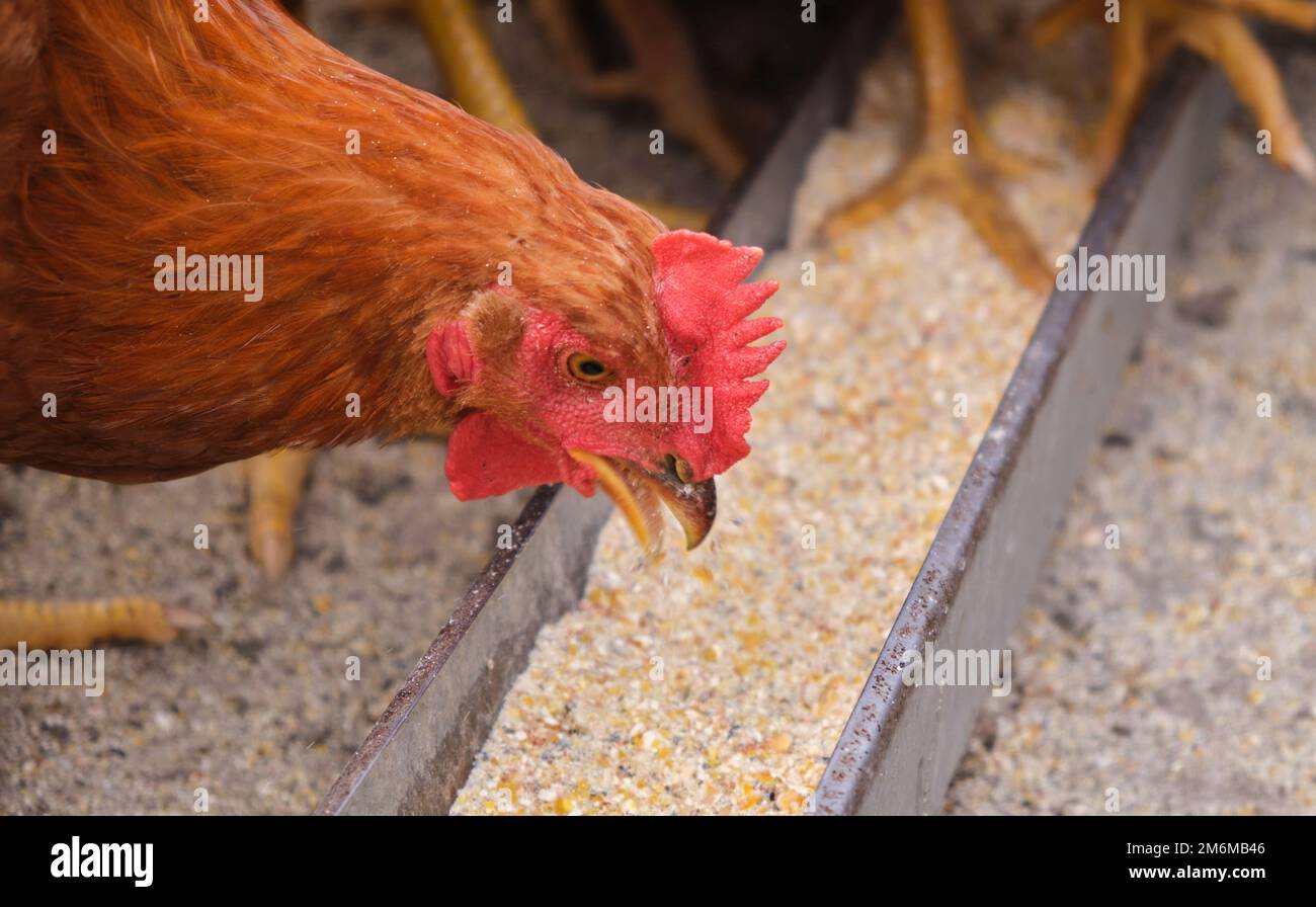 stop motion free range rural Hens chickens pecking eating grain maize ...