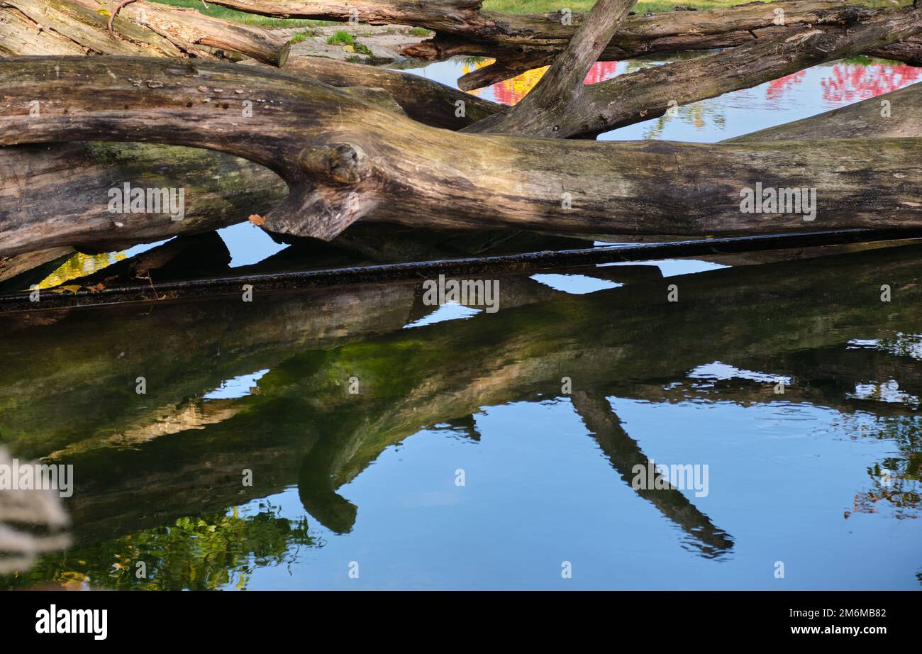 dead tree branch trunk fallen in water reflection Moody nature autumn ...