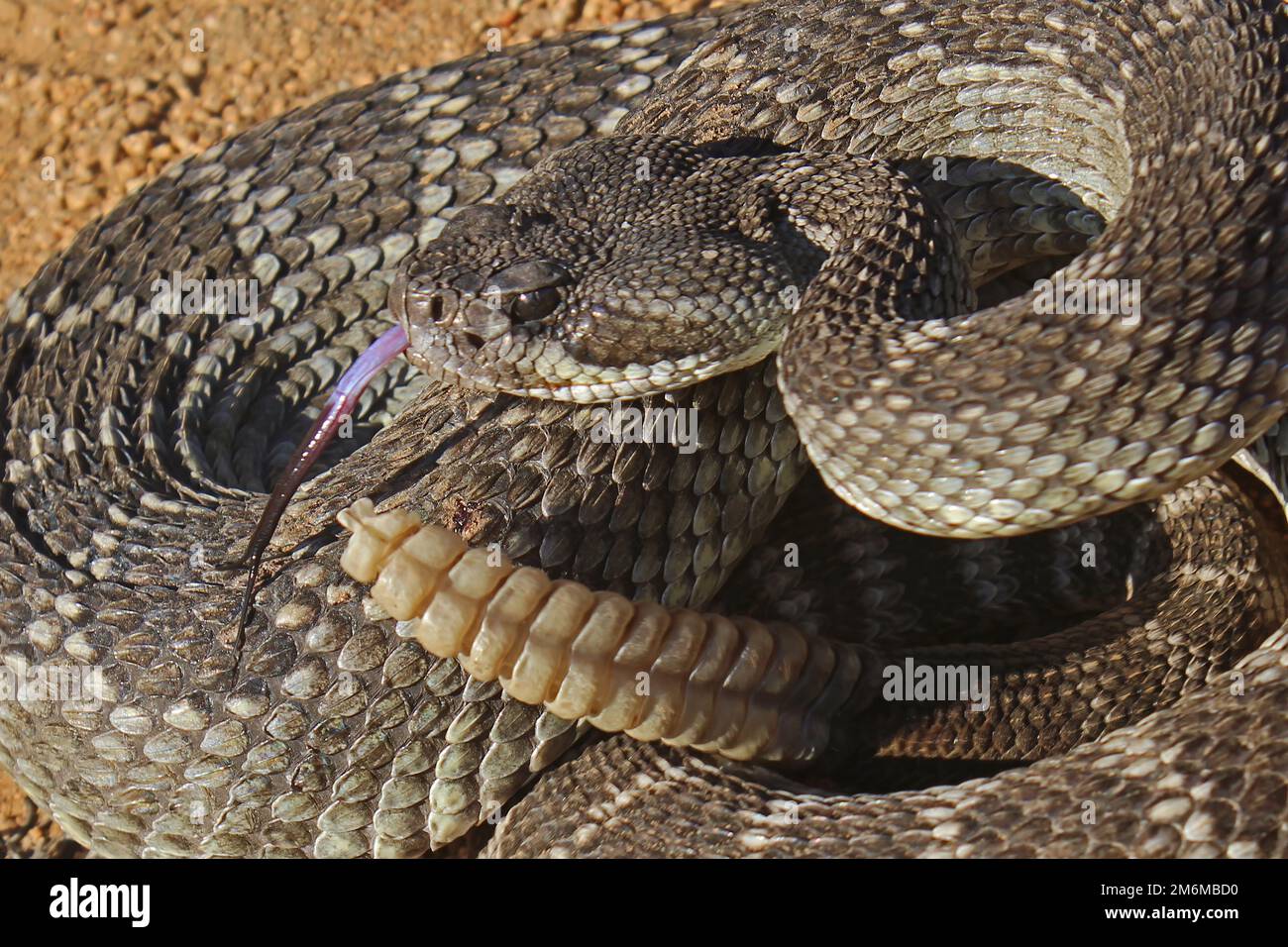 Southern snakes hi-res stock photography and images - Alamy