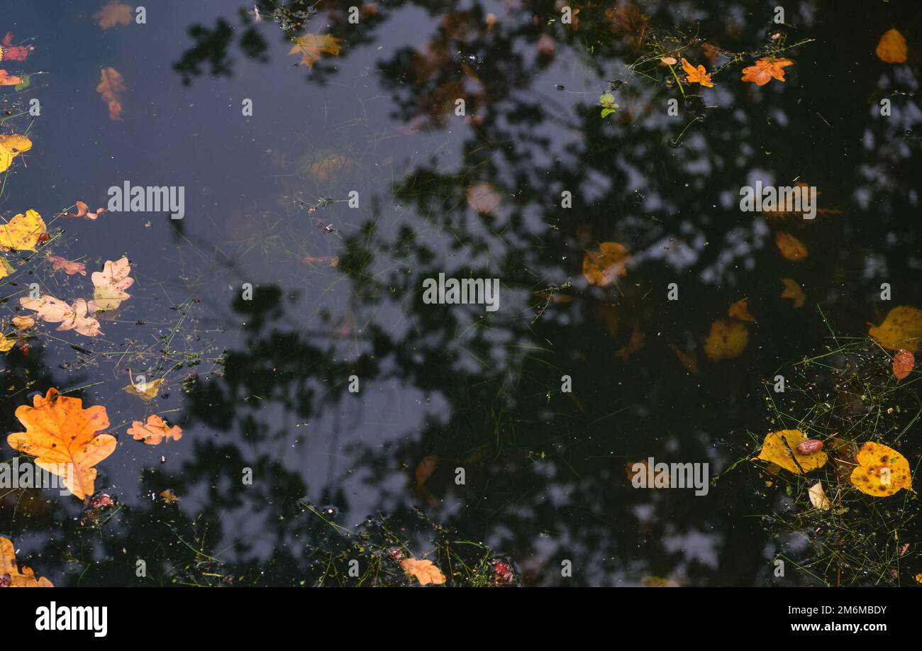 Bright view water autumn lake orange and burgundy leave floating maple leaf Stock Photo - Alamy