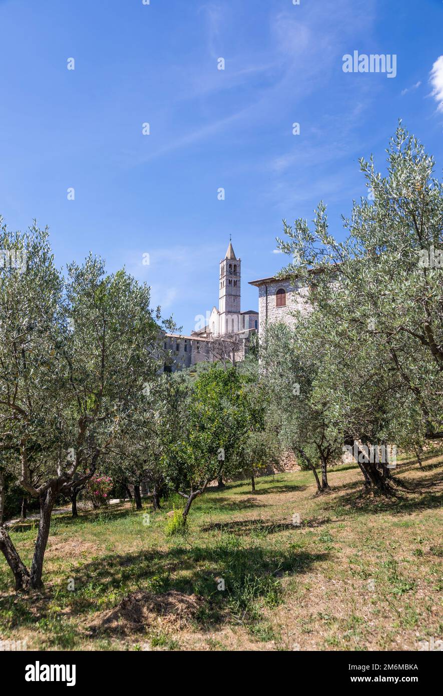Olive trees in Assisi village in Umbria region, Italy. The town is ...