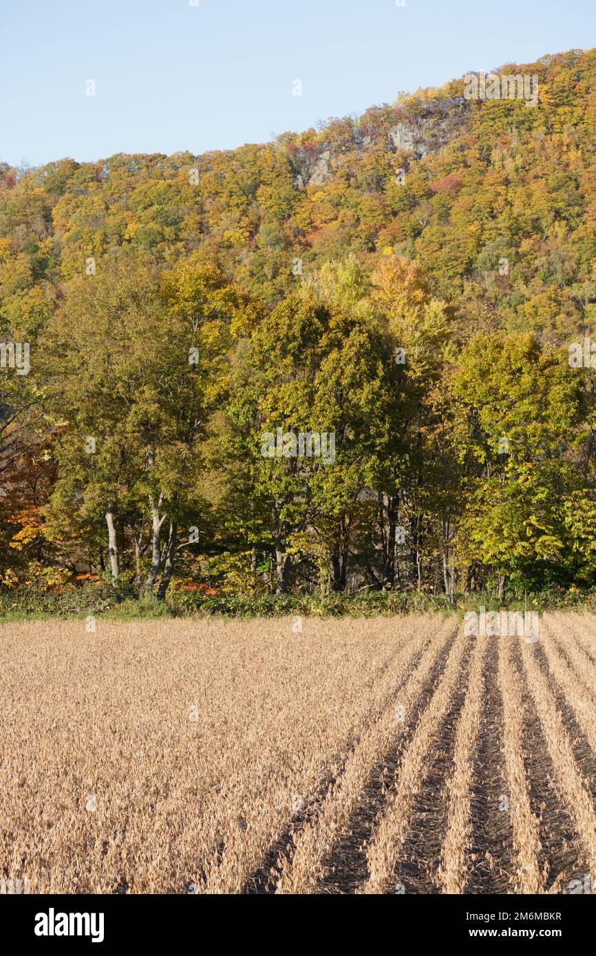 Rows of buckwheat growing in a field, Hokkaido, Japan Stock Photo - Alamy