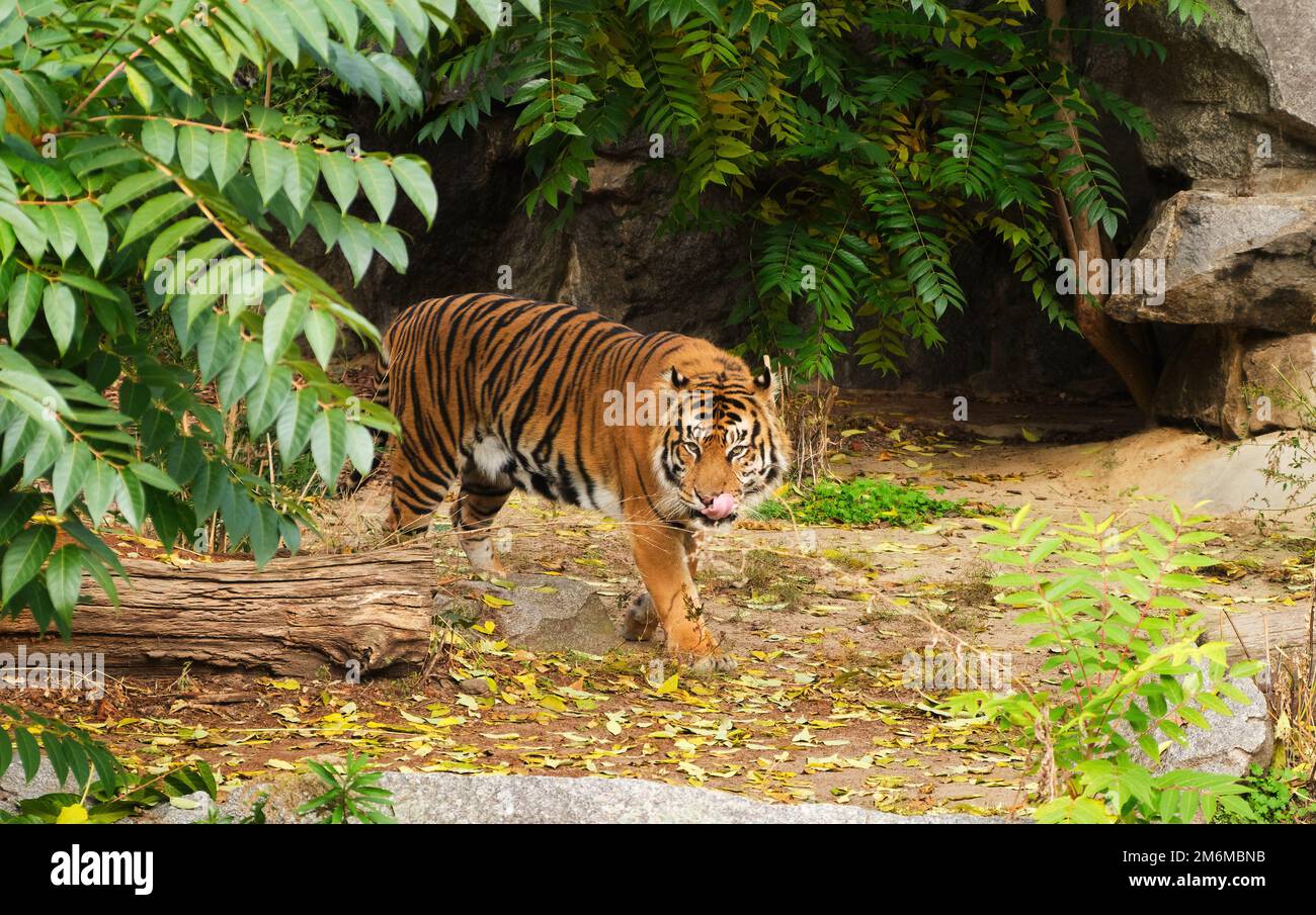 Malayan Bengal Tiger Walk on nature forest Stock Photo - Alamy