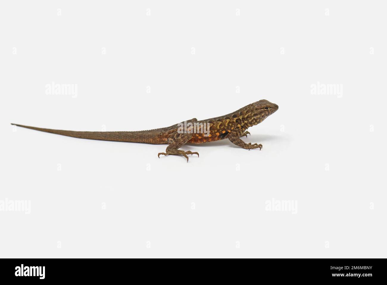 Common Side-blotched Lizard (Uta stansburiana) white background Stock ...