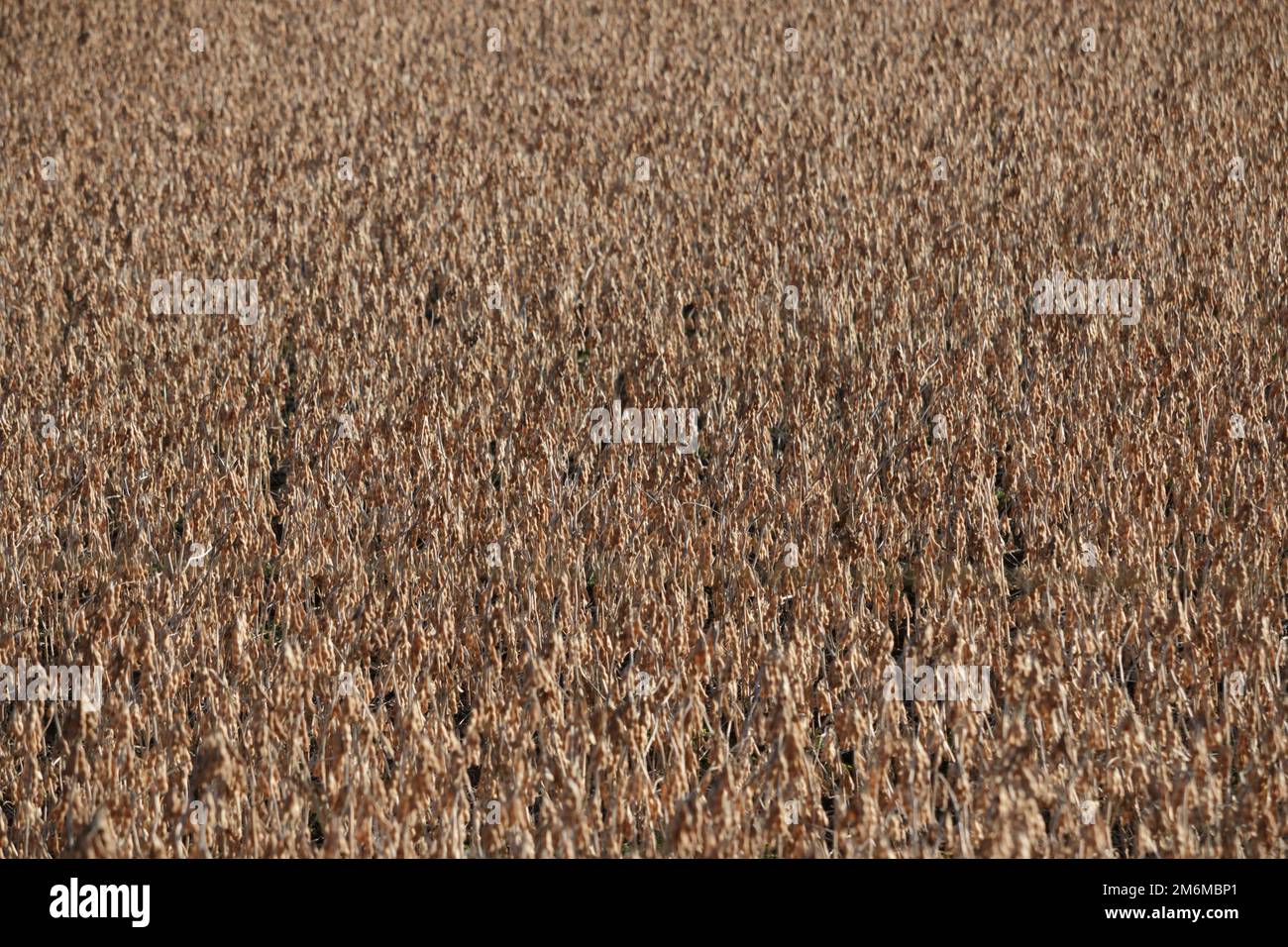 Buckwheat plants in field hi-res stock photography and images - Alamy