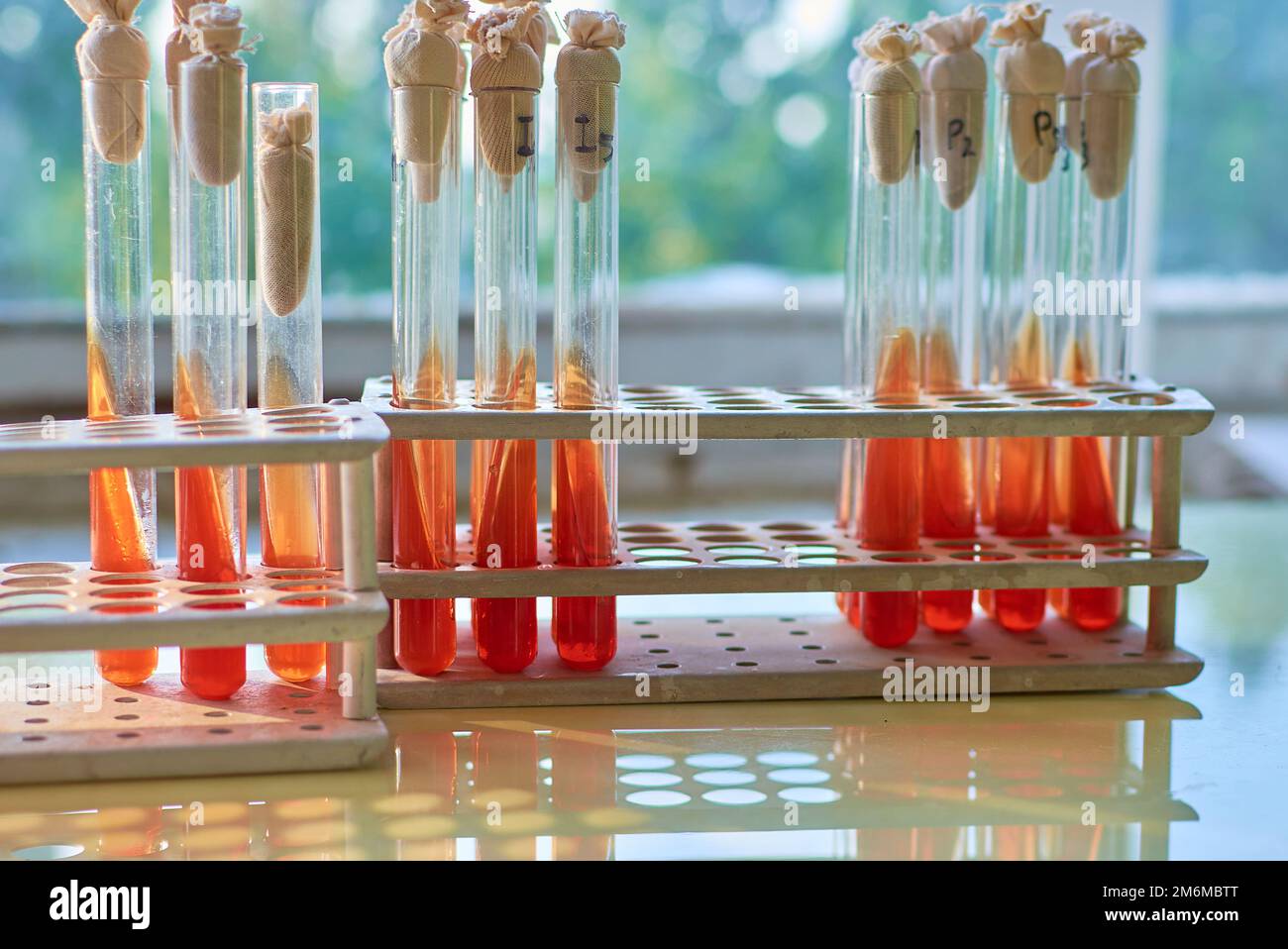 laboratory Test tube in holder with agar medium bacterial inoculation ...