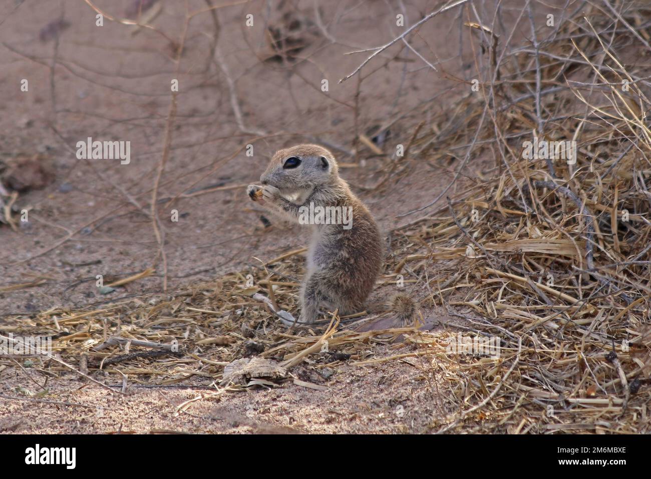 Round-tailed Ground Squirrel (Xerospermophilus tereticaudus Stock Photo ...