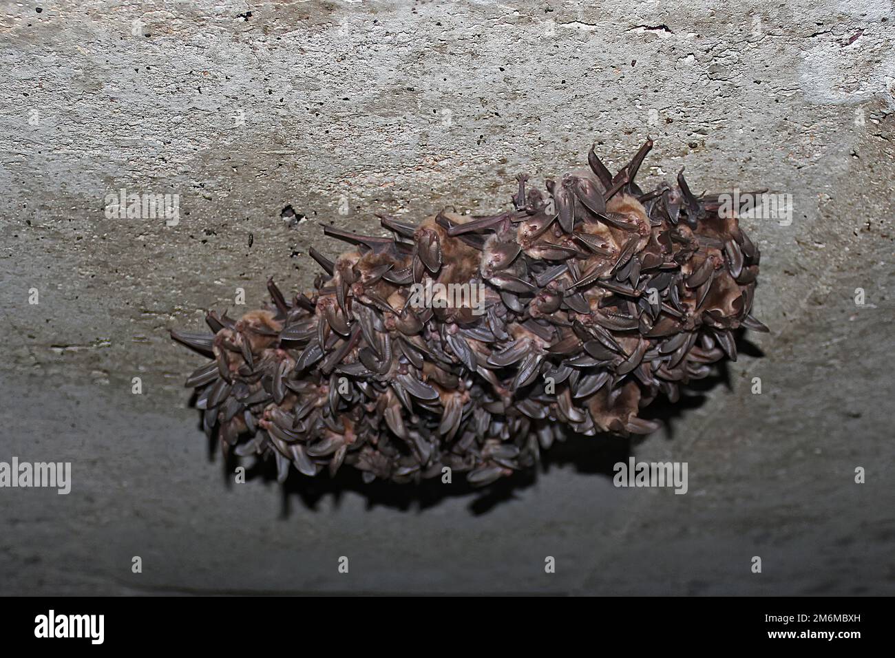 Townsend's Big-eared Bats (Corynorhinus townsendii) colony Stock Photo ...