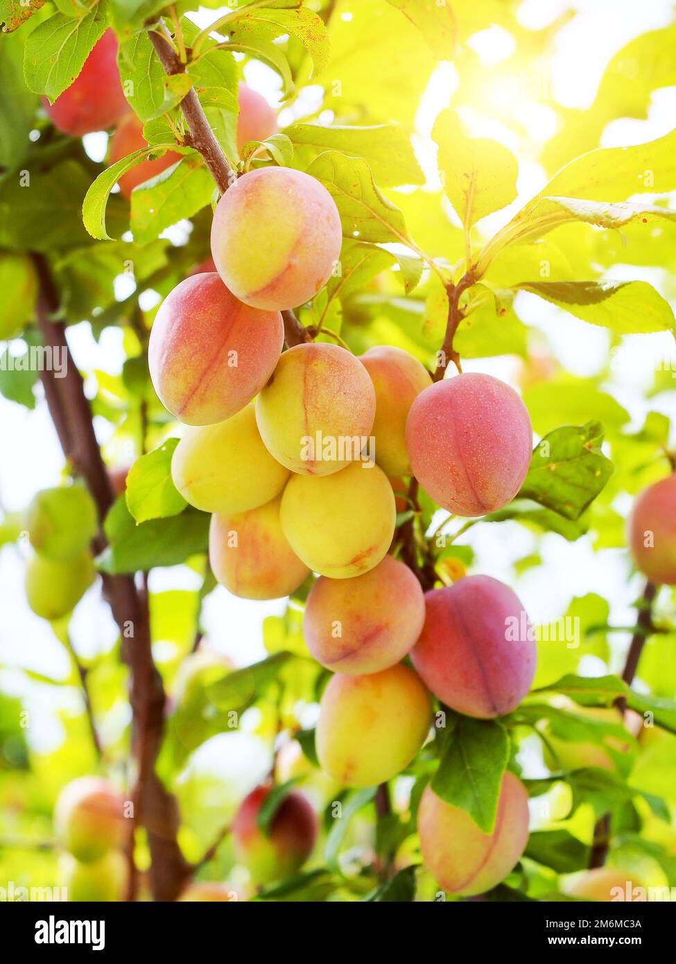 Tree lots hi-res stock photography and images - Alamy