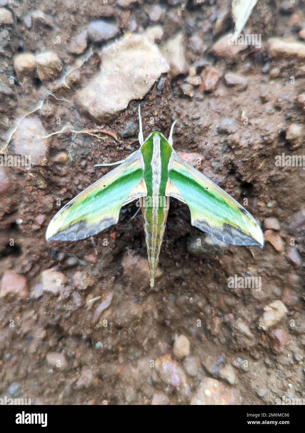 Close up of a hawk moth green and yellow in color also named pergesa ...