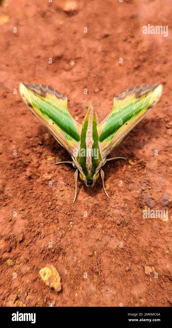 Close up of a hawk moth green and yellow in color also named pergesa ...