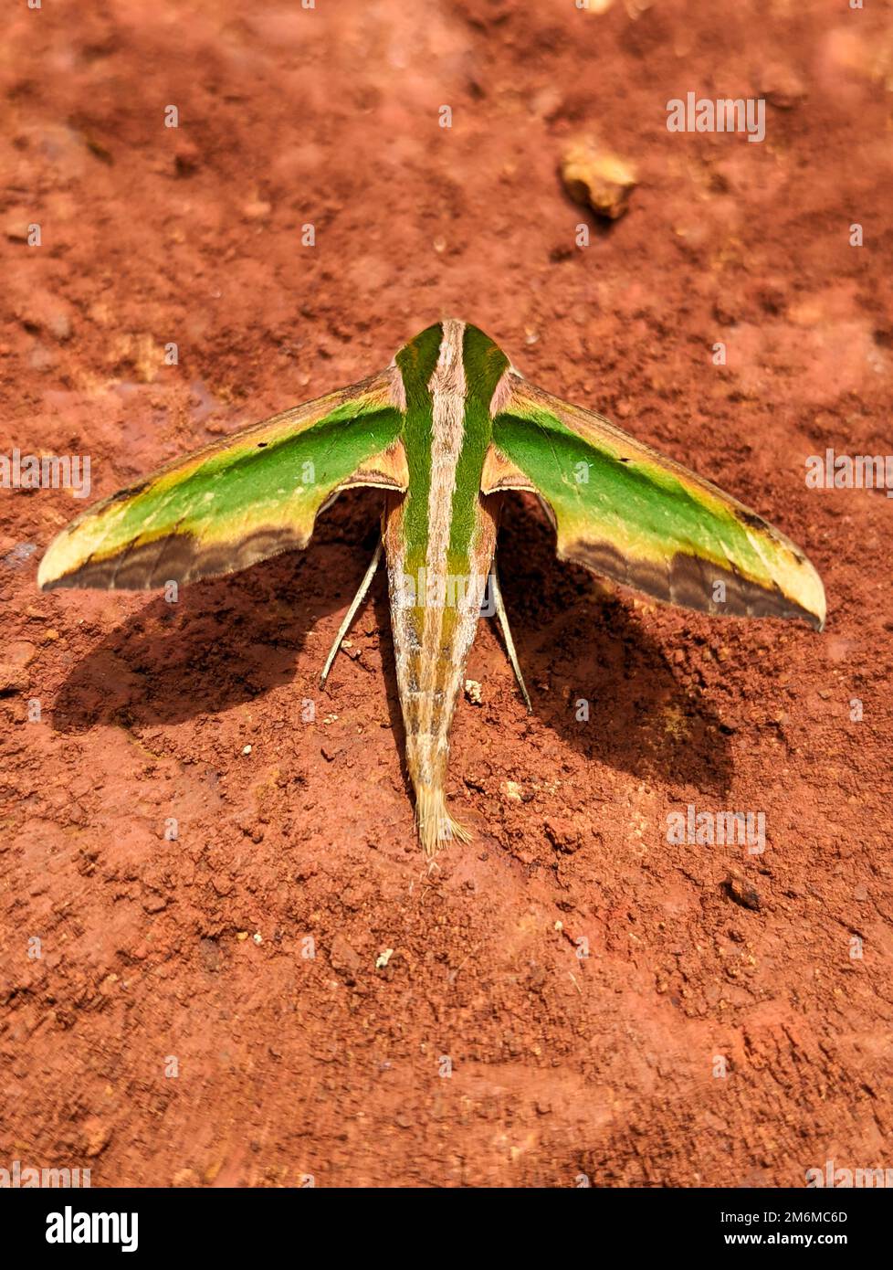 Close up of a hawk moth green and yellow in color also named pergesa ...