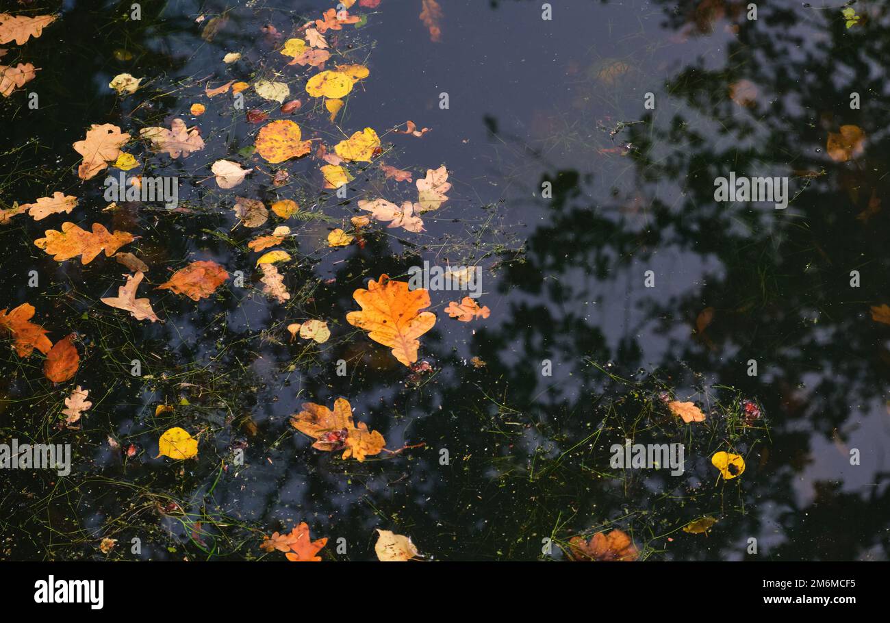 clear water lake autumn pond with orange and burgundy leave floating maple leaf Stock Photo - Alamy