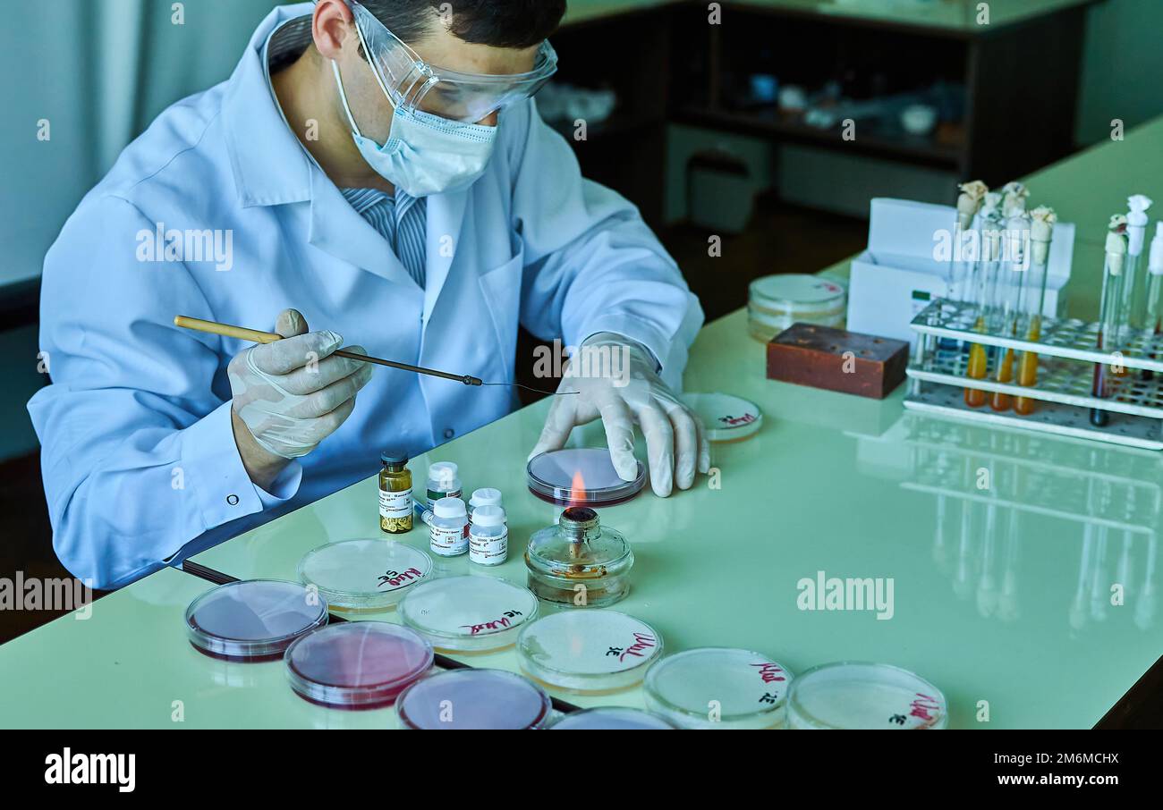 laboratory scientist pick-up single colony bacteria agar plate ...